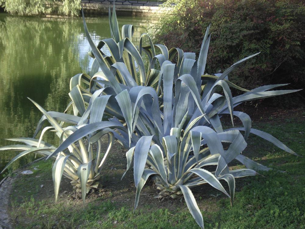 Dermatitis irritativa de contacto por Agave americana con componente ...