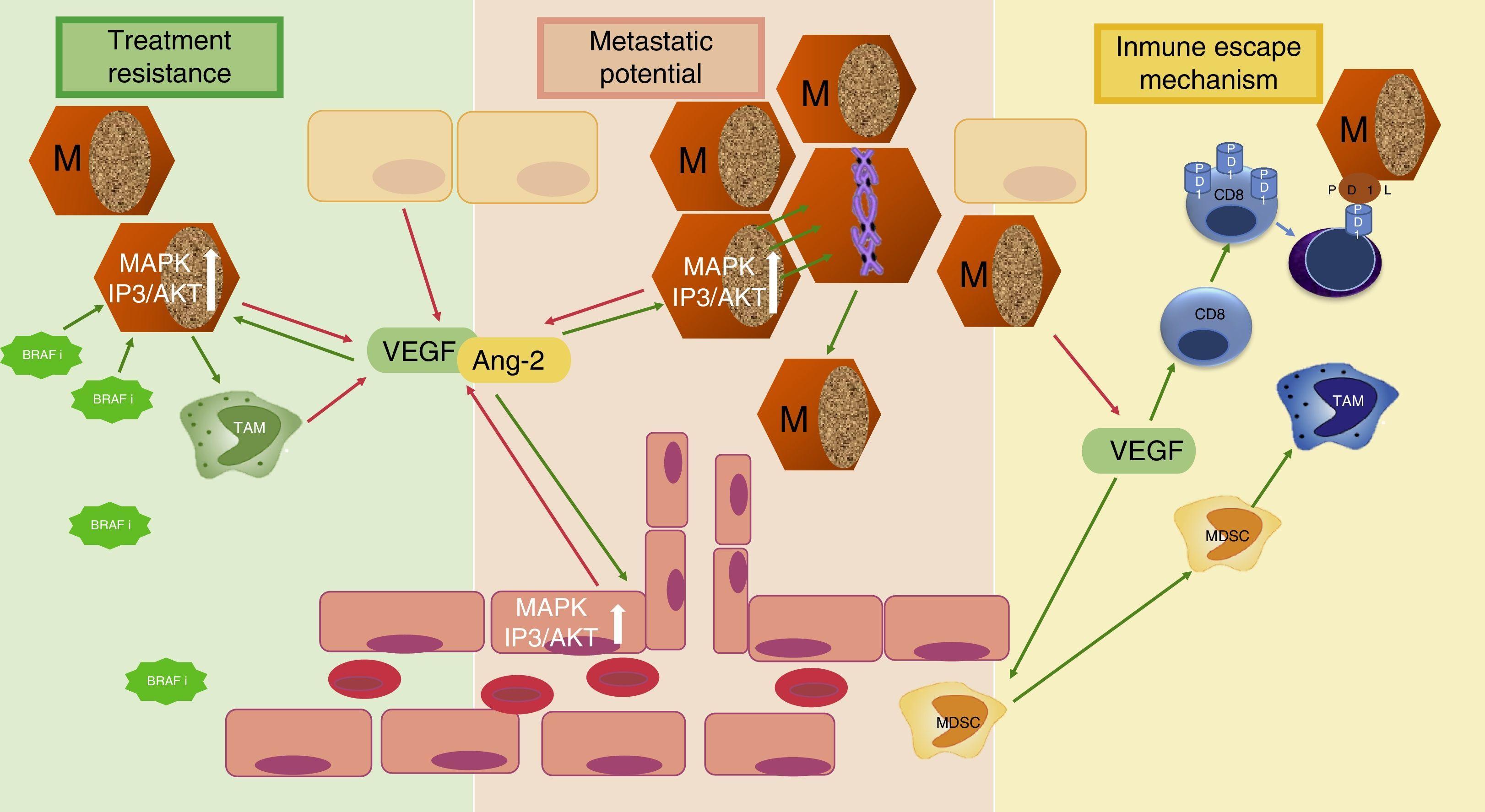 Angiogenesis in Dermatology – Insights of Molecular Mechanisms and ...