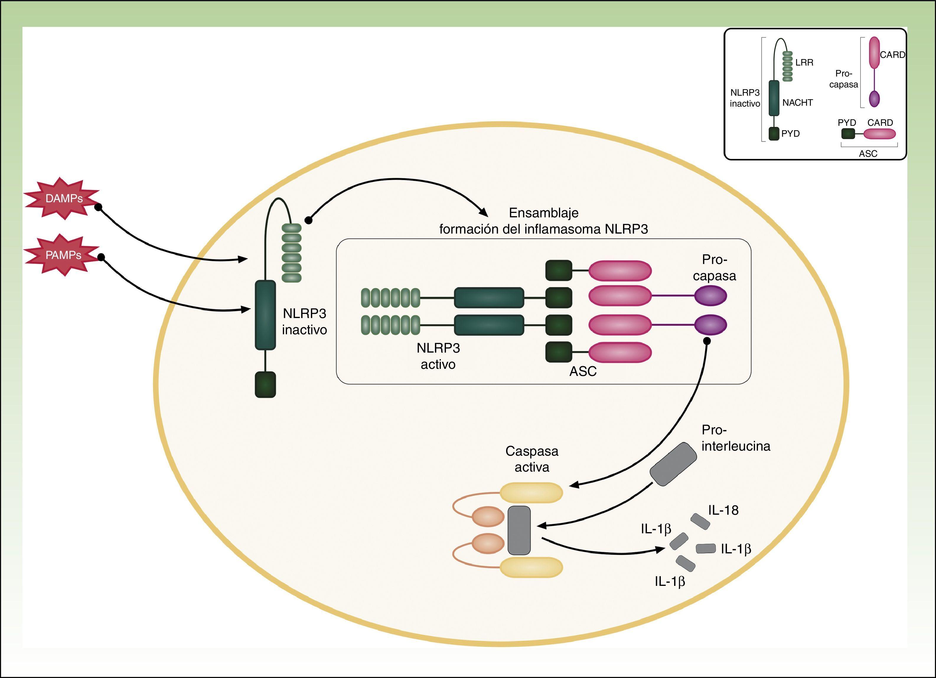 Enfermedades autoinflamatorias en dermatología pediátrica. Parte 1 ...