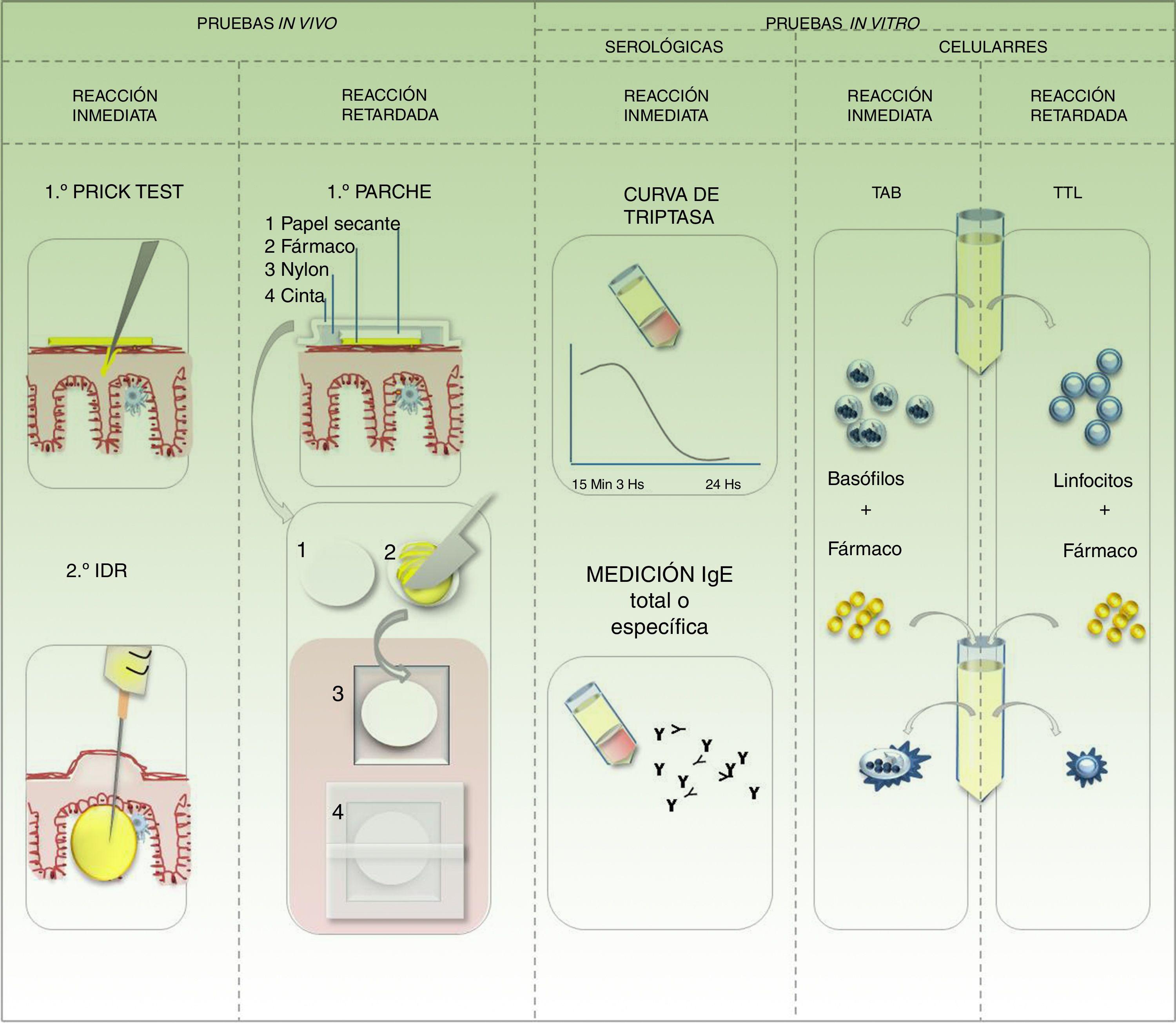 Reacciones cutáneas adversas a medicamentos: cómo identificar el desencadenante | Actas Dermo ...