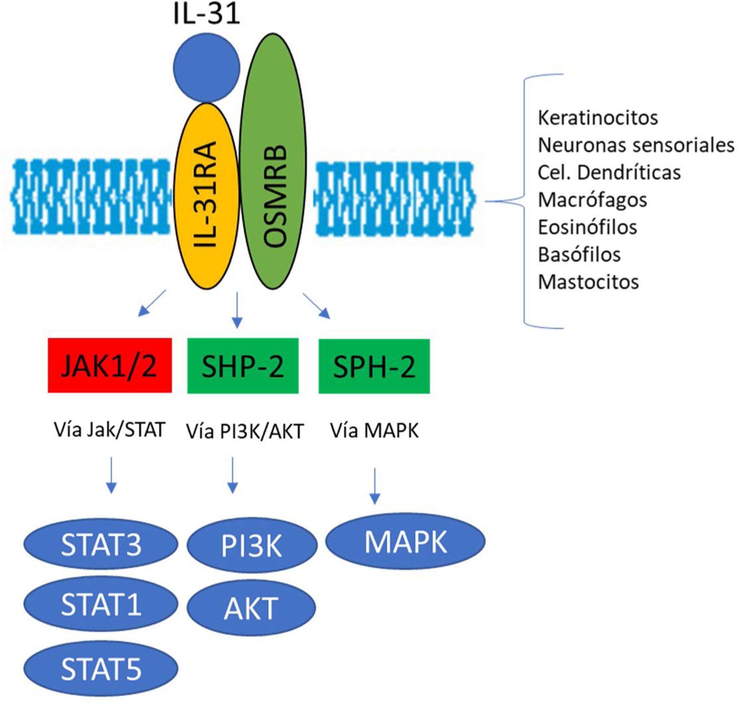 Nemolizumab: un innovador tratamiento biológico para el control de la ...
