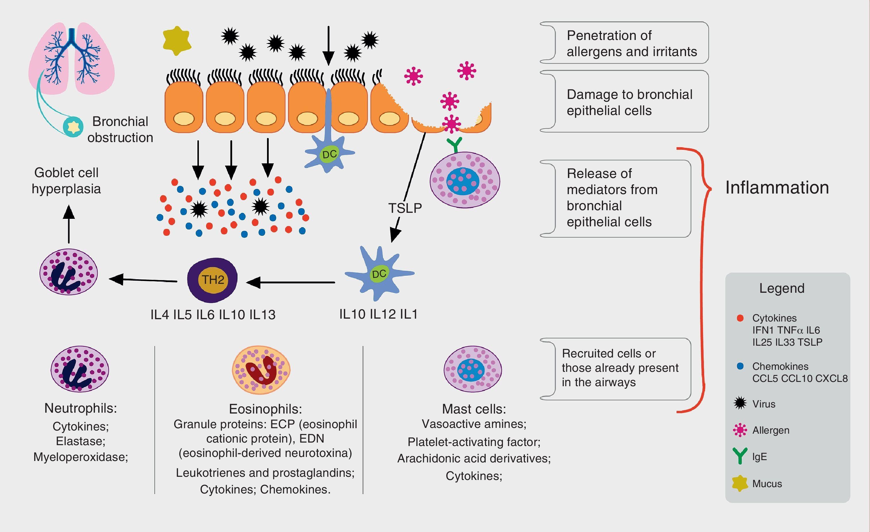 Exacerbation of asthma and airway infection: is the virus the villain ...