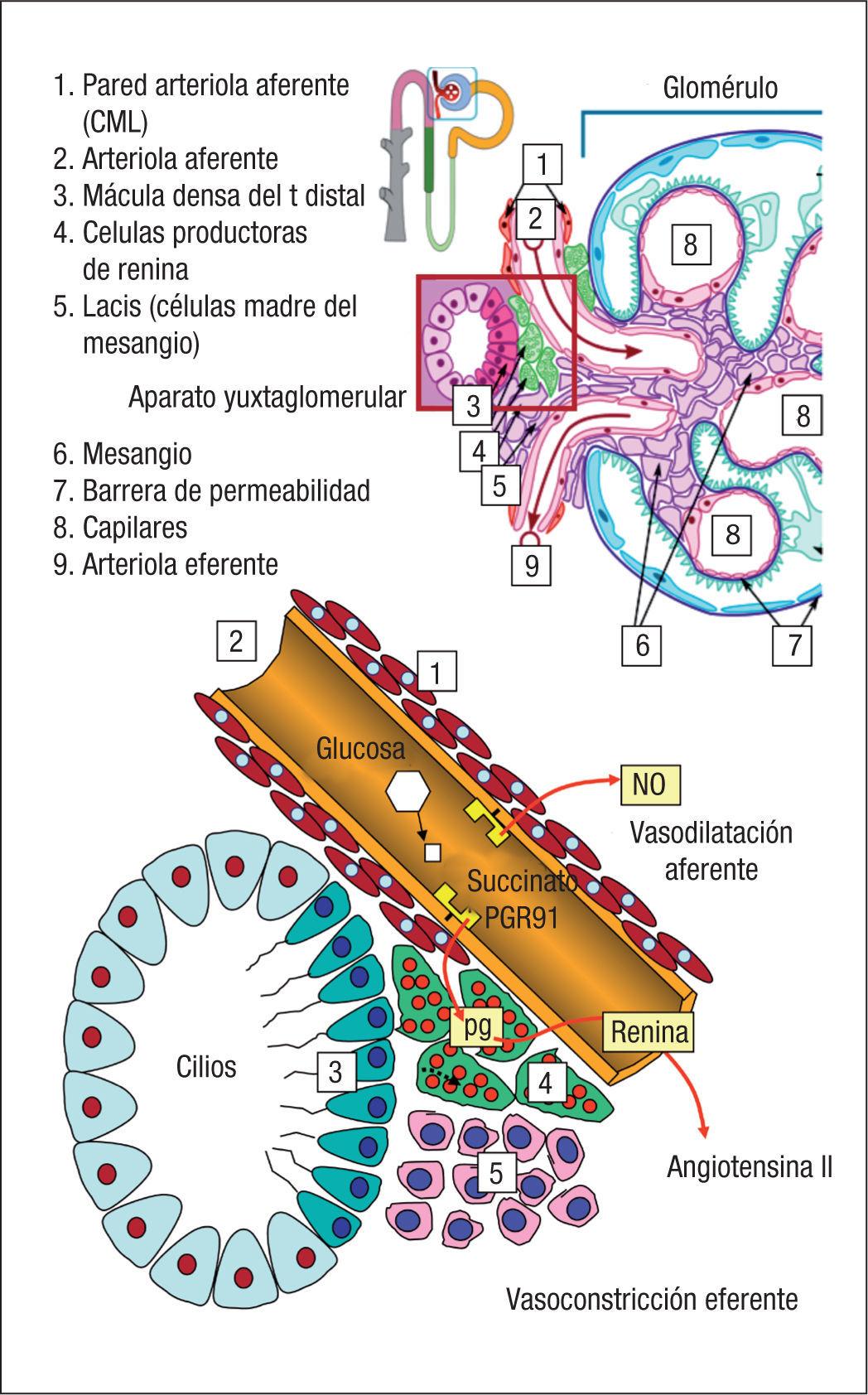 Implicaciones hemodinámicas y renales de los inhibidores del ...