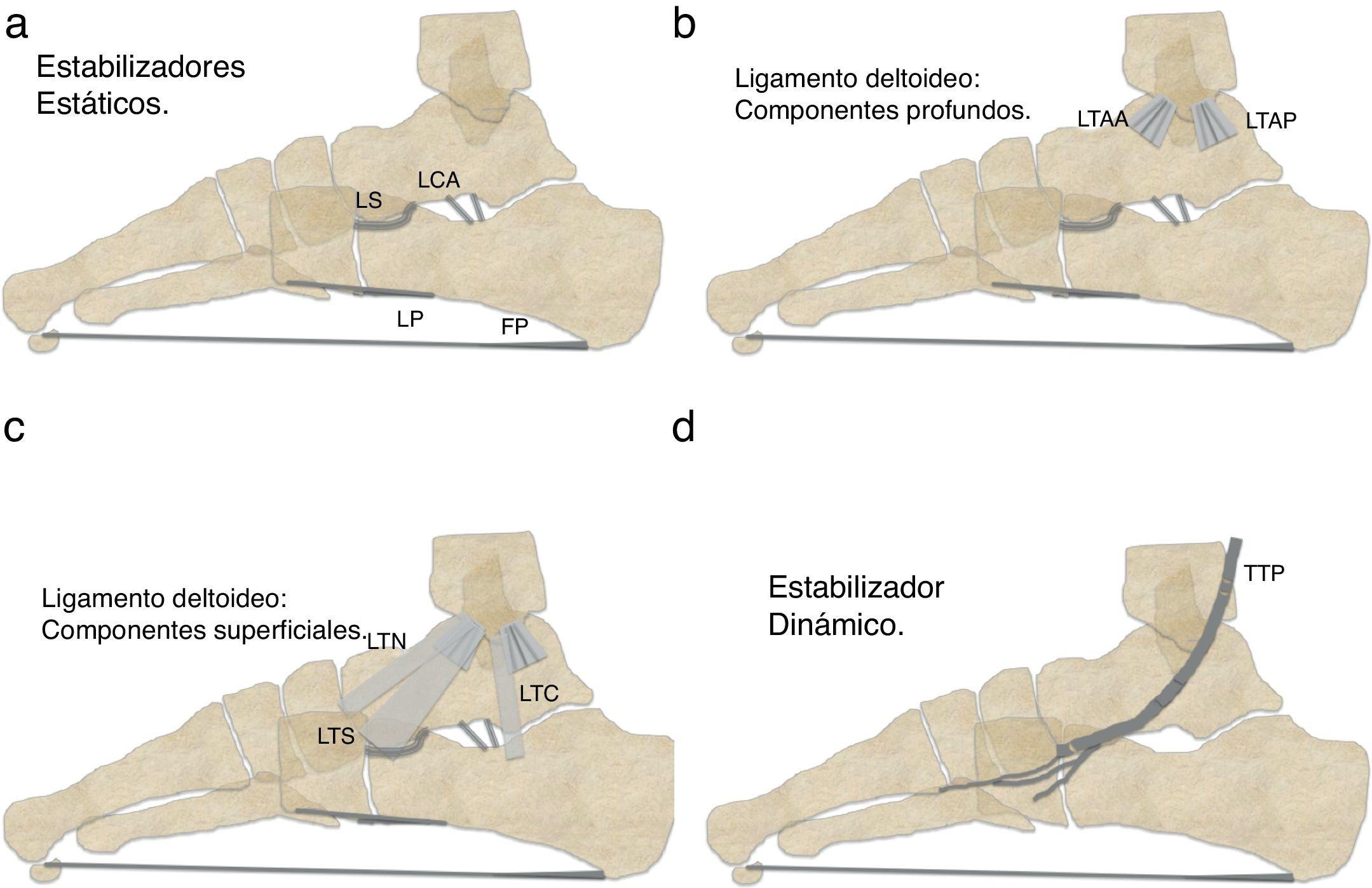 Disfunción del tendón tibial posterior: ¿qué otras estructuras están ...