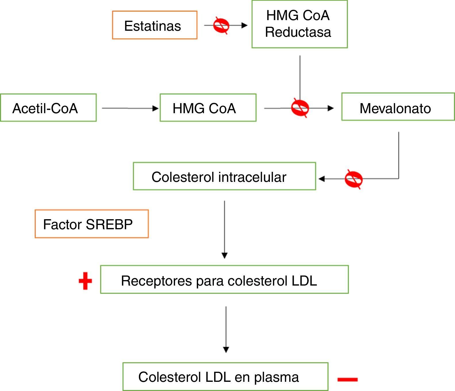 Utilidad del gen SLCO1B1 como marcador de interés en la farmacogenómica de las estatinas ...