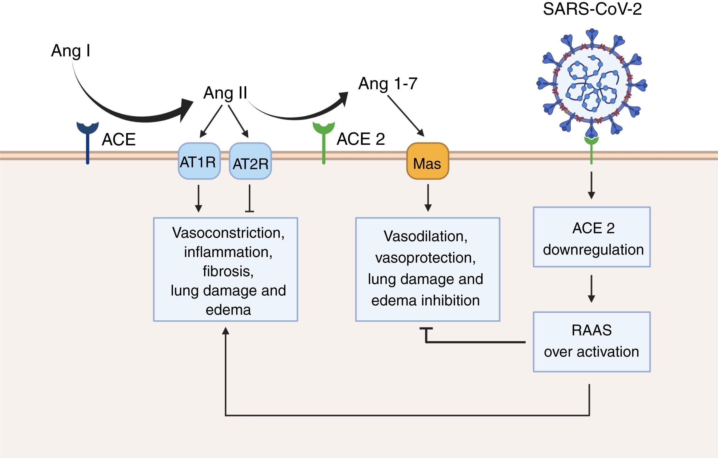 Renin Angiotensin System Ace Inhibitors