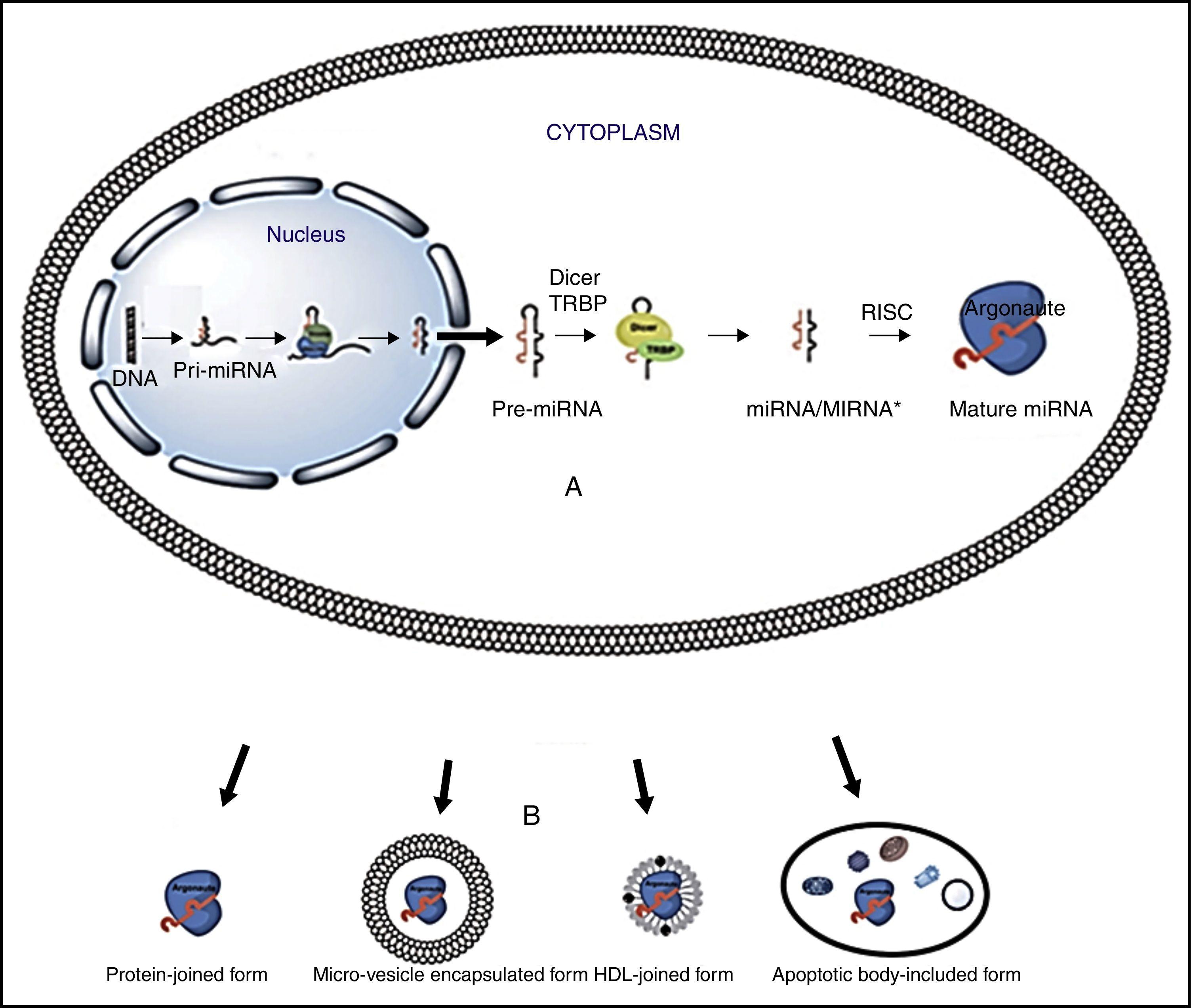 Circulating microRNAs as potential cancer biomarkers | Revista ...