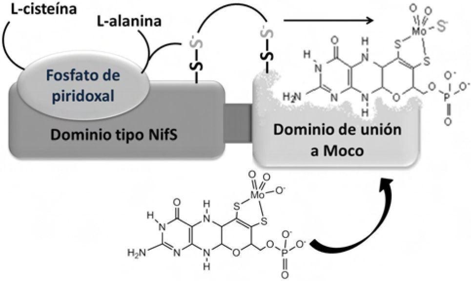 Importancia del molibdeno en los sistemas biológicos y su papel en ...