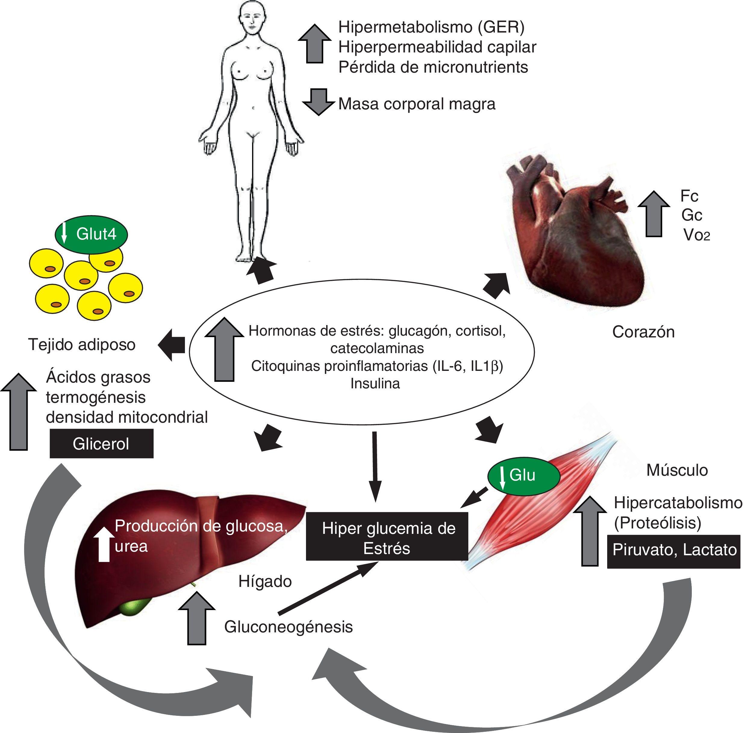 Metabolismo y terapia nutricional en el paciente quemado crítico: una ...