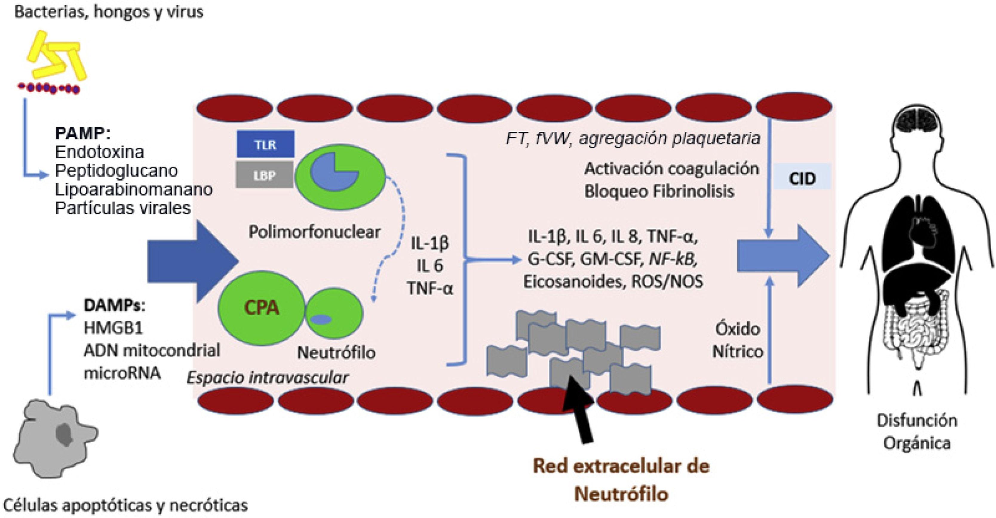 Fisiopatología del shock séptico | Medicina Intensiva