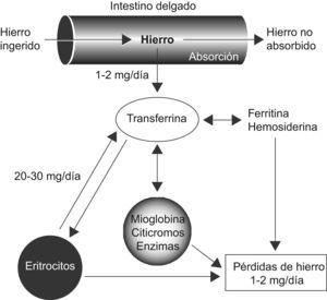 Anemia ferropénica y uso de hierro endovenoso en patología digestiva ...