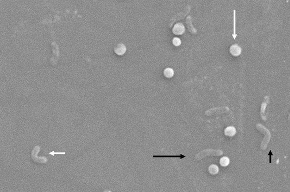 Rol de las formas cocoides de Helicobacter pylori en la infección y la ...