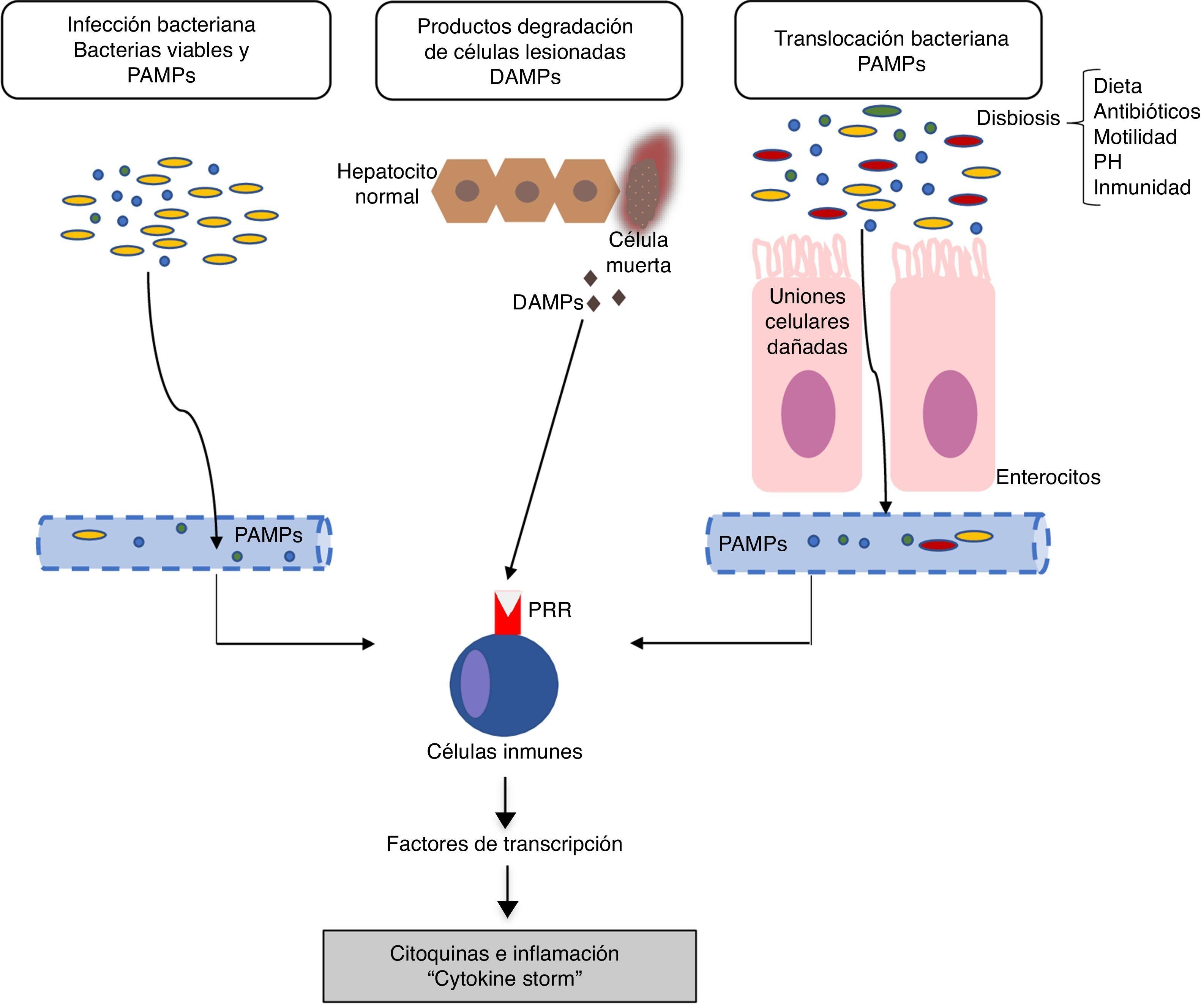 Actualización en la insuficiencia hepática aguda sobre crónica ...