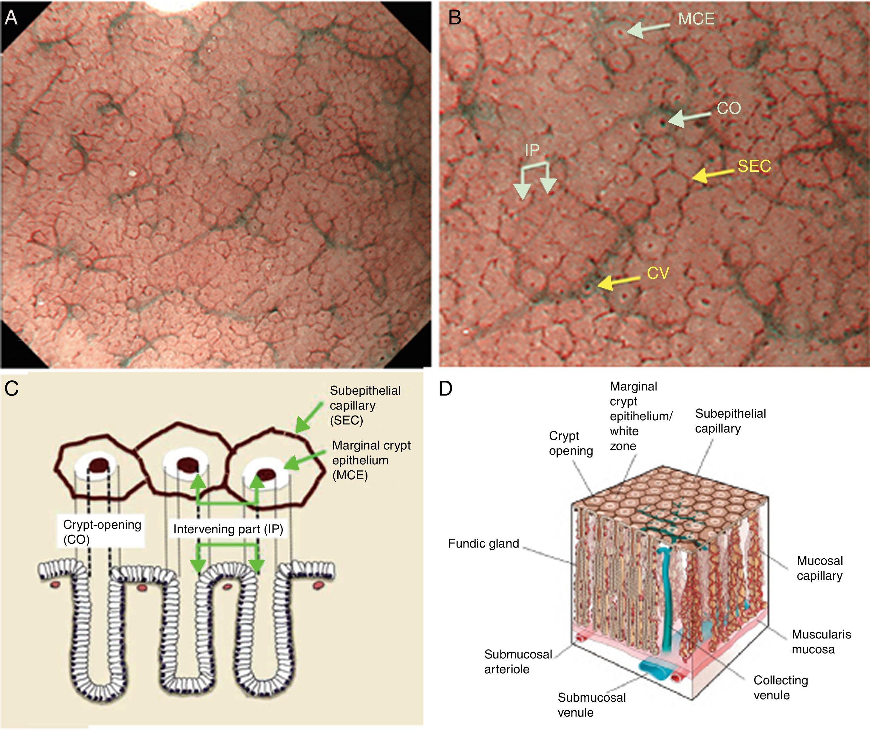 Endoscopic microanatomy of the normal gastrointestinal mucosa with ...