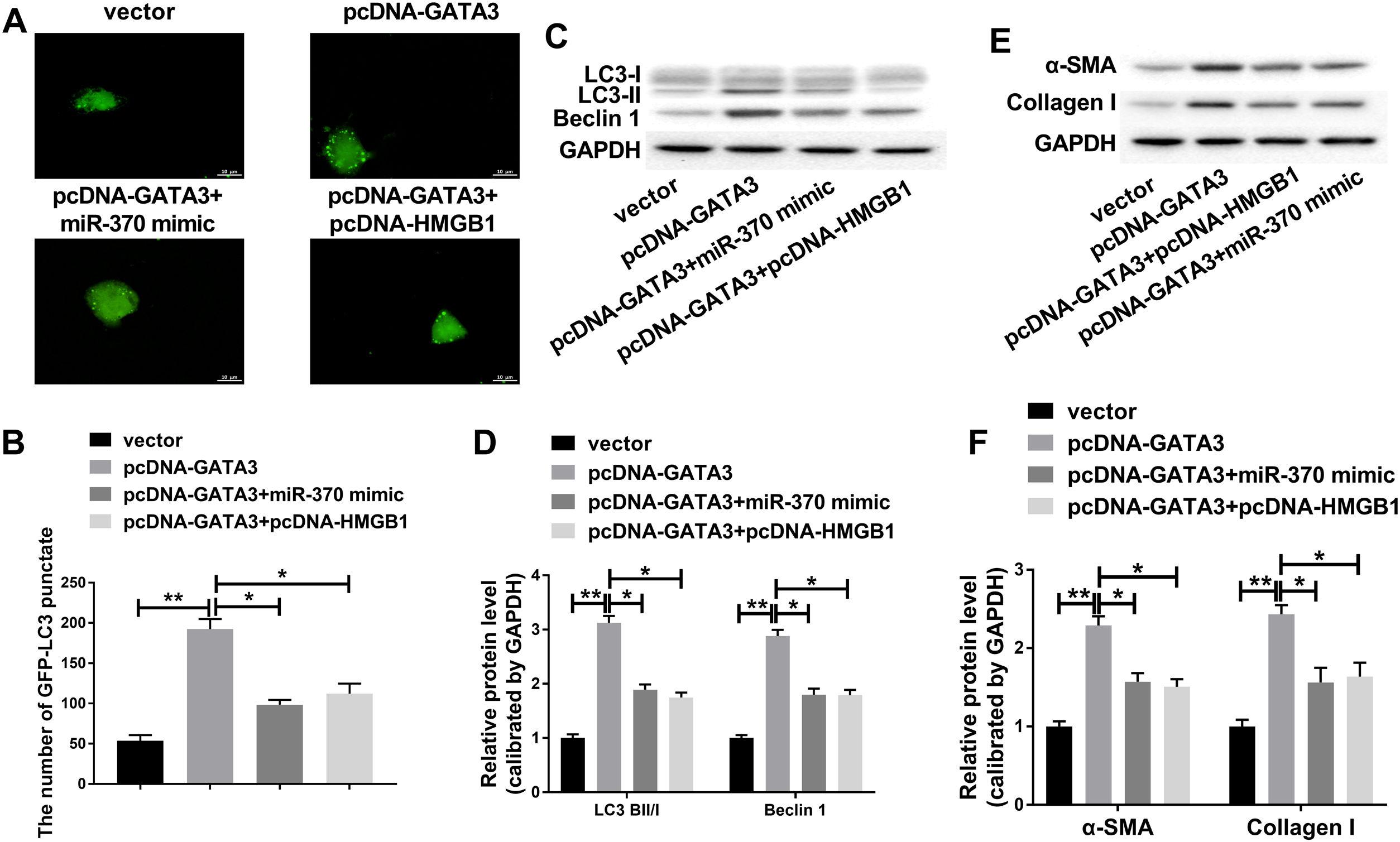 GATA3 promotes the autophagy and activation of hepatic stellate cell in ...