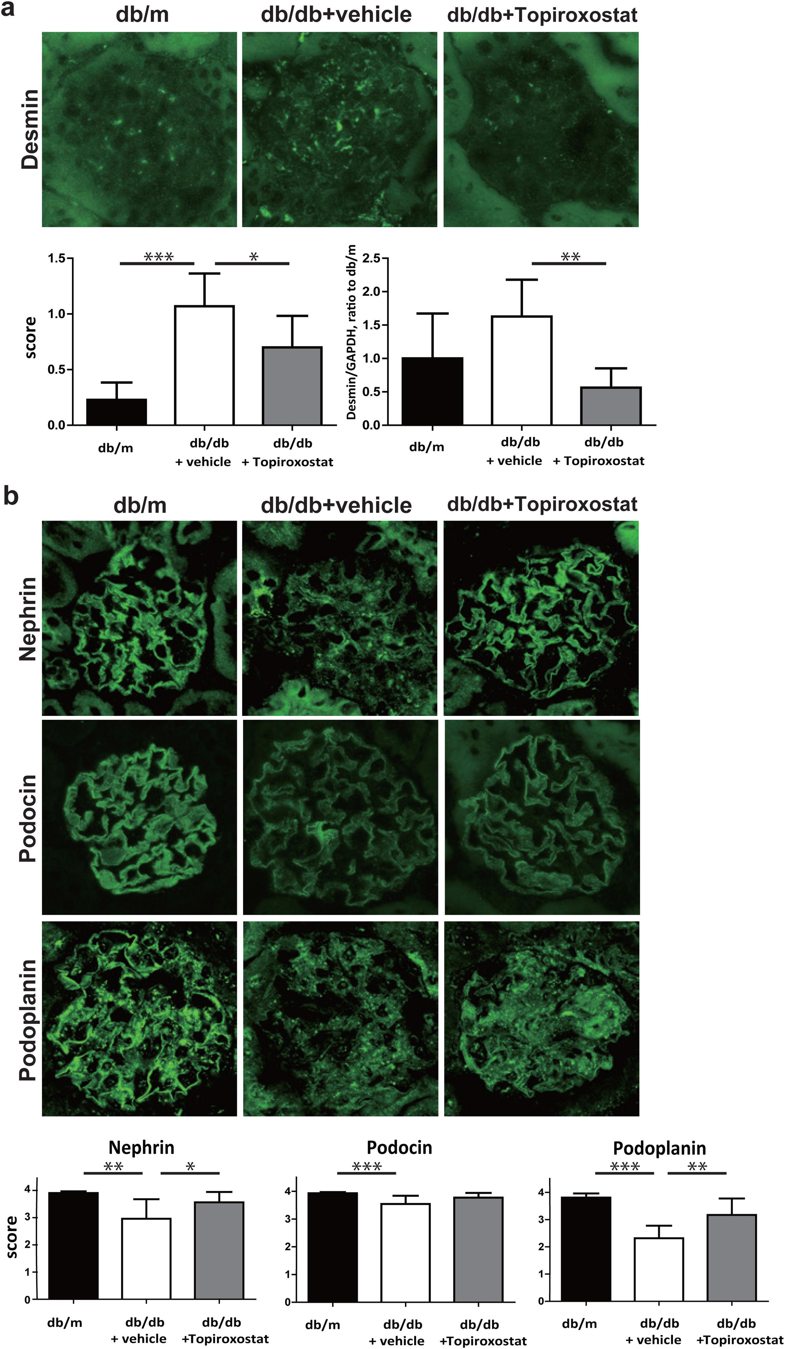 Xanthine oxidoreductase inhibitor topiroxostat ameliorates podocyte ...