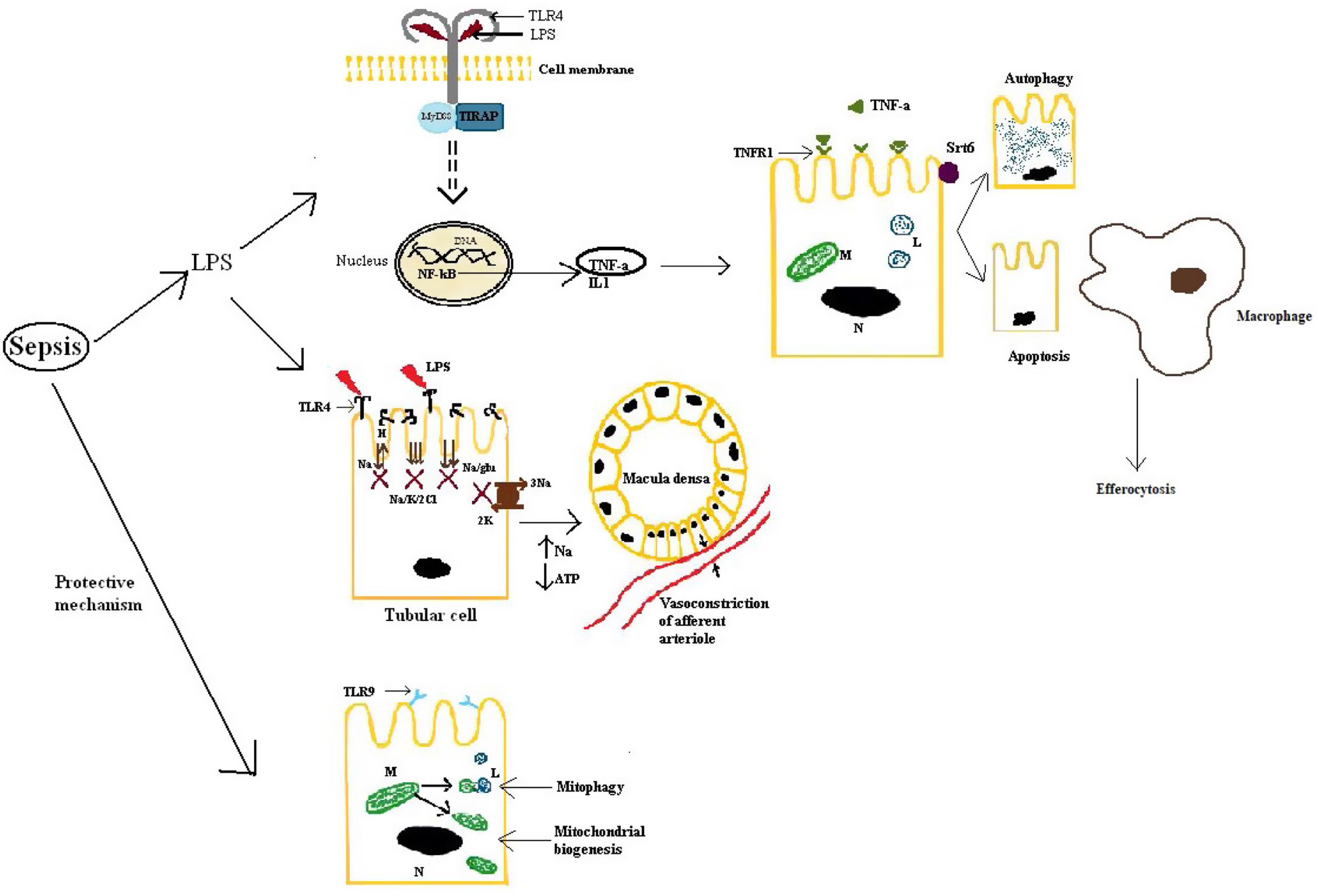 Septic acute kidney injury and gut microbiome: Should we change our ...