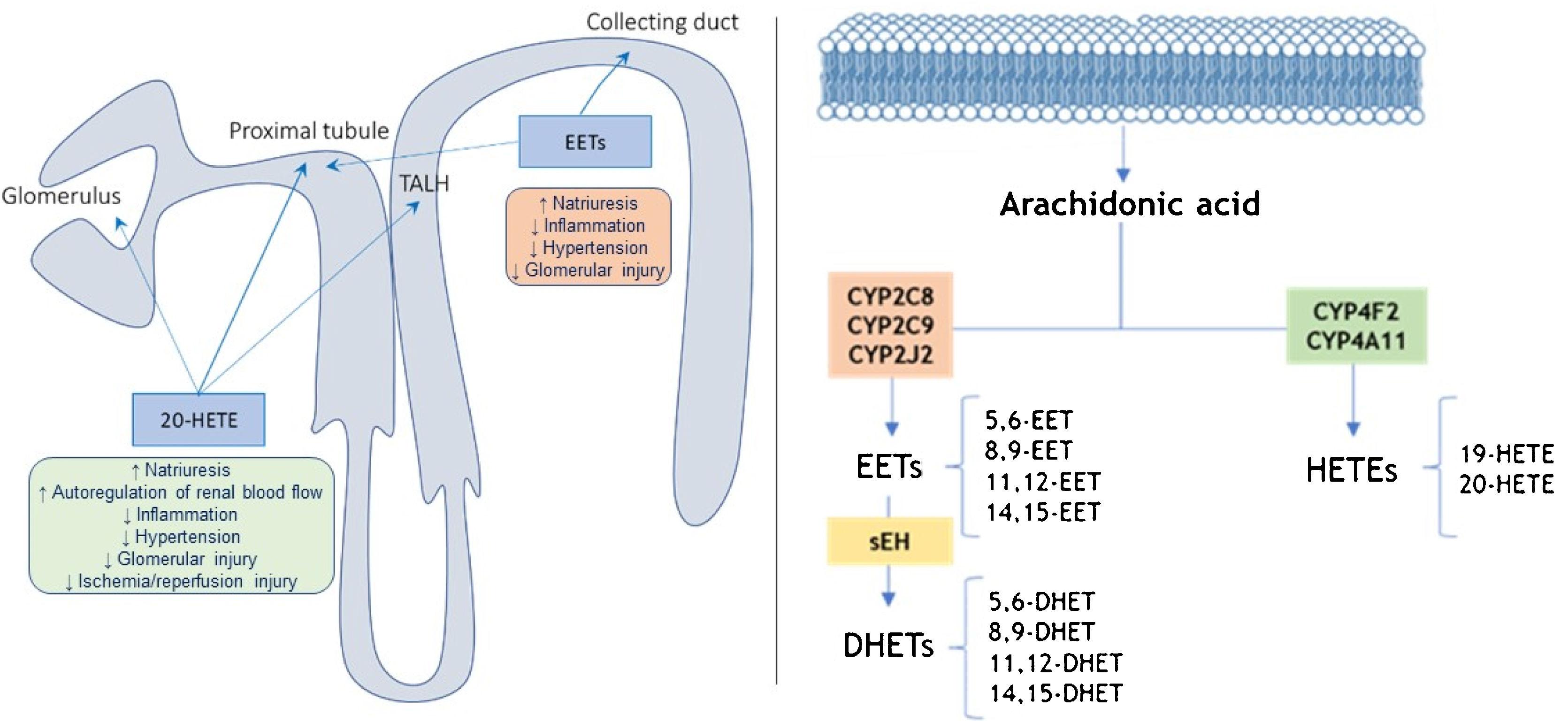 Association between CYP4A11 and EPHX2 genetic polymorphisms and chronic ...