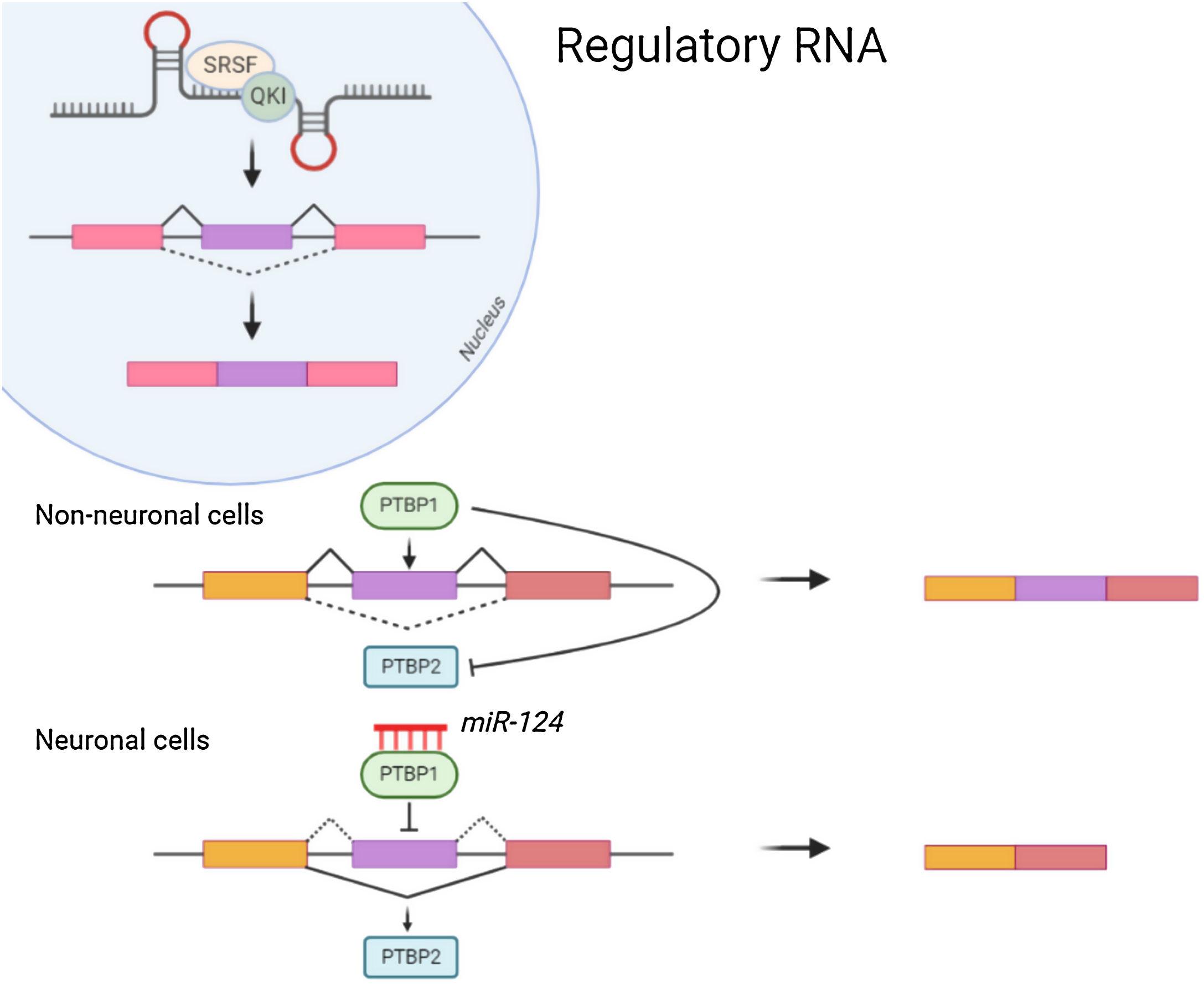 Neurodegeneration and epigenetics: A review | Neurología