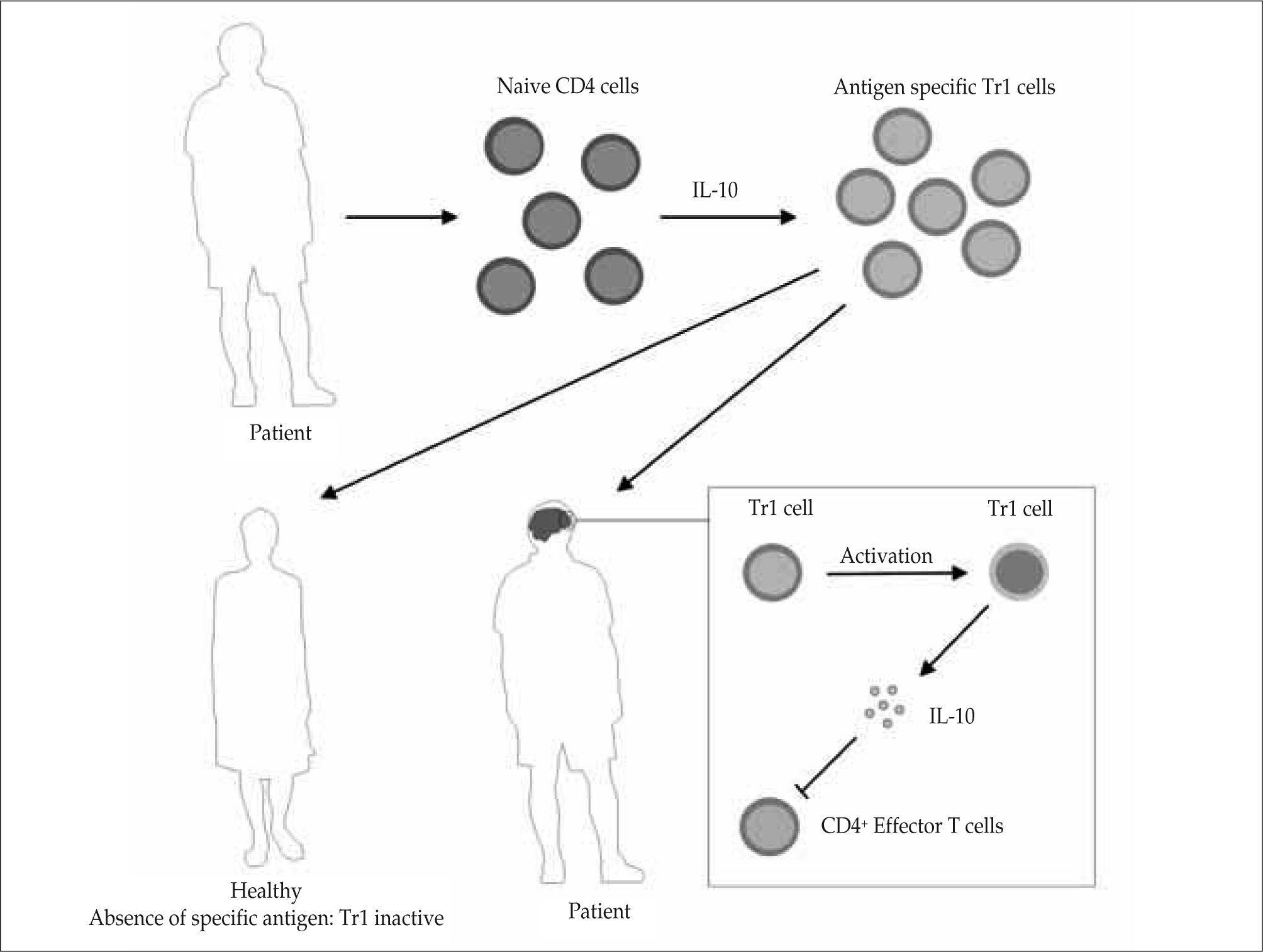 Tr1 cells in the neat sighting-pole | Inmunología