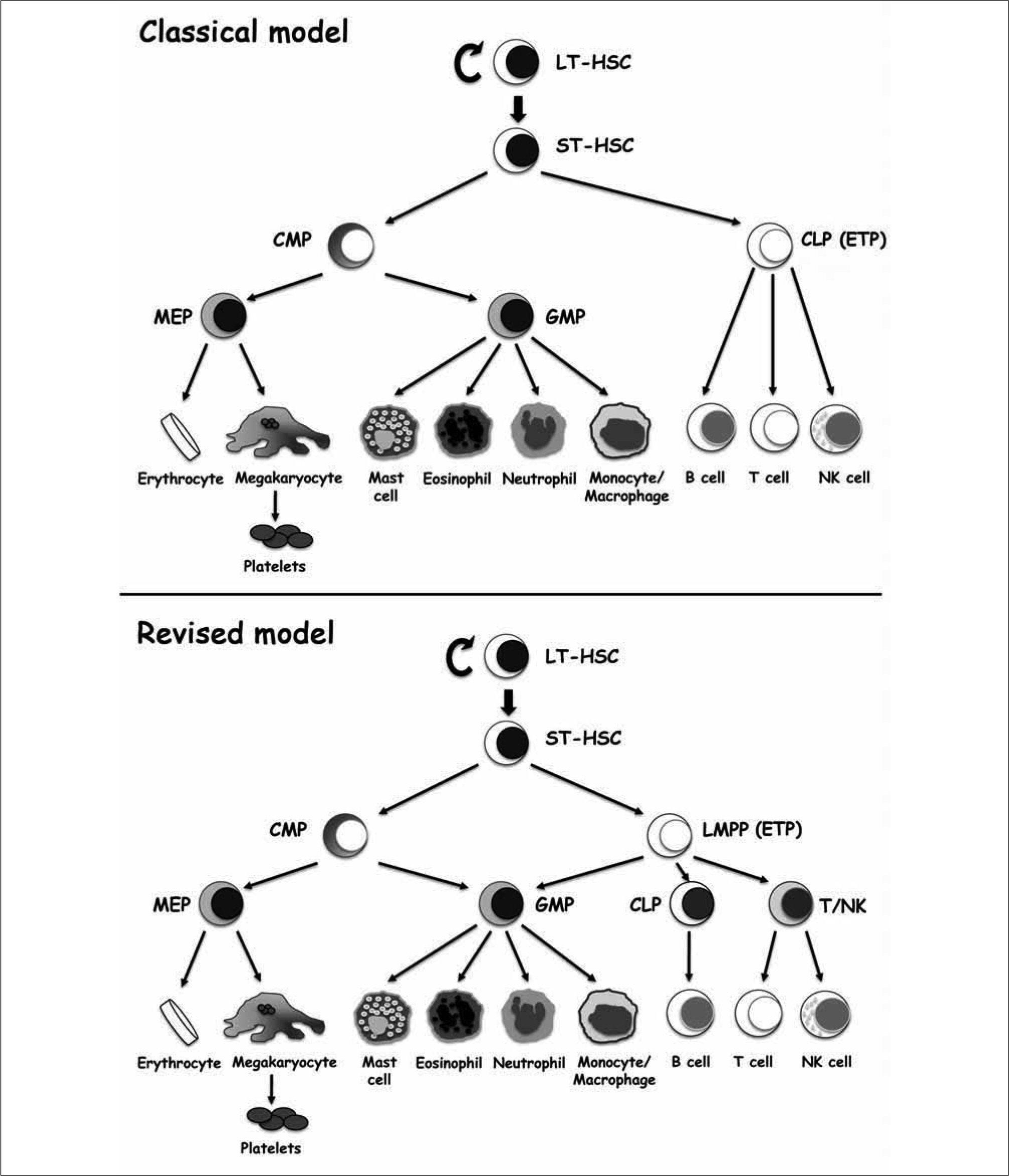 Notch 1 signalling in human T-cell development and leukemia | Inmunología