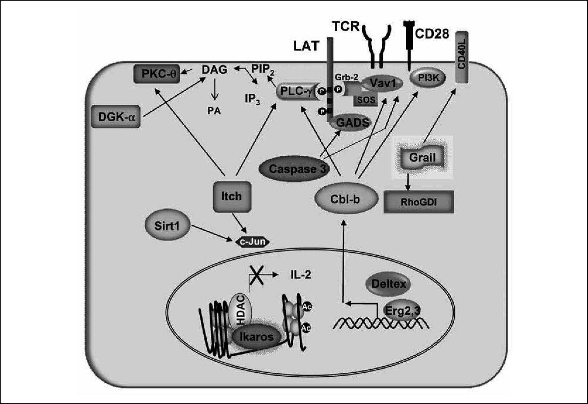 Mechanisms of self-inactivation in anergic T cells | Inmunología