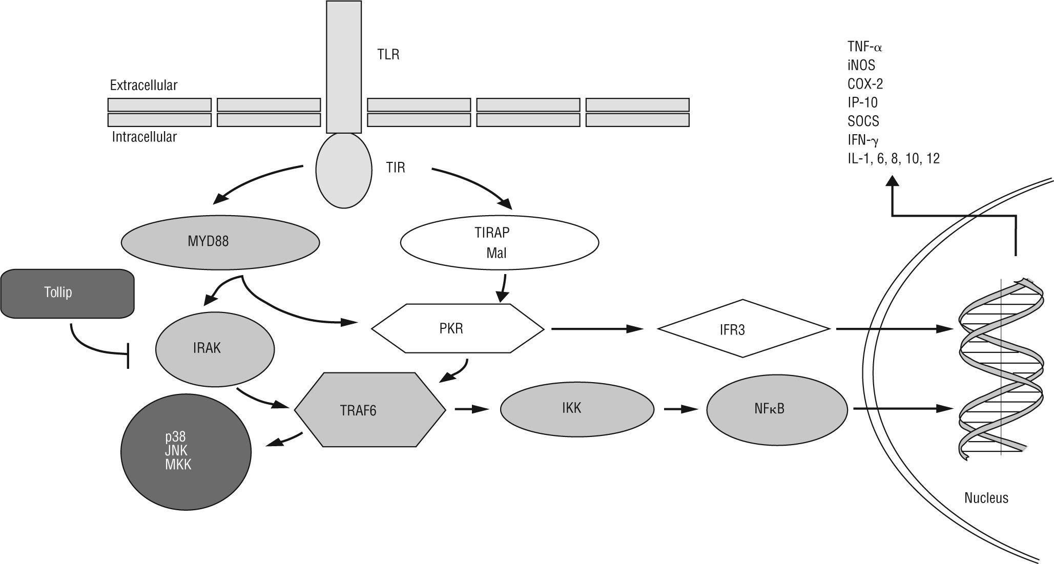 Influence of Toll-like receptor 2 and interleukin 10 on the intestinal ...