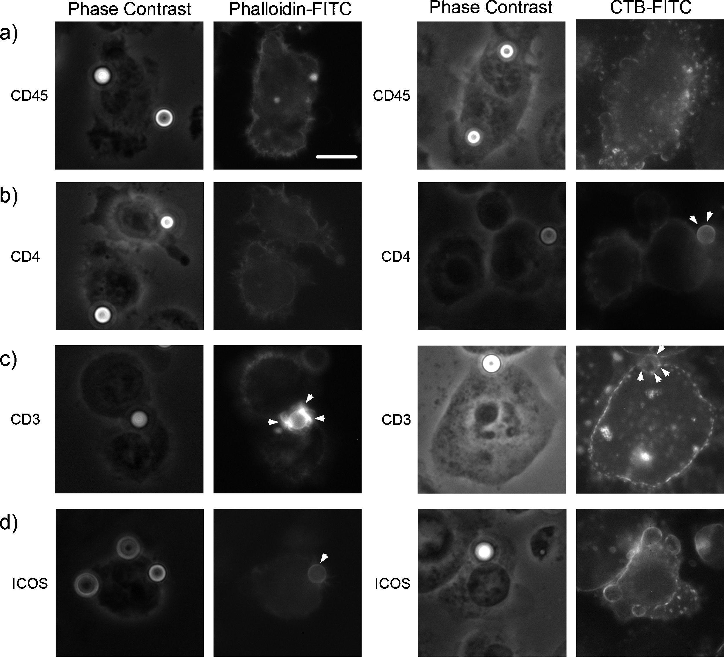 Dissociation of actin polymerization and lipid raft accumulation by ...