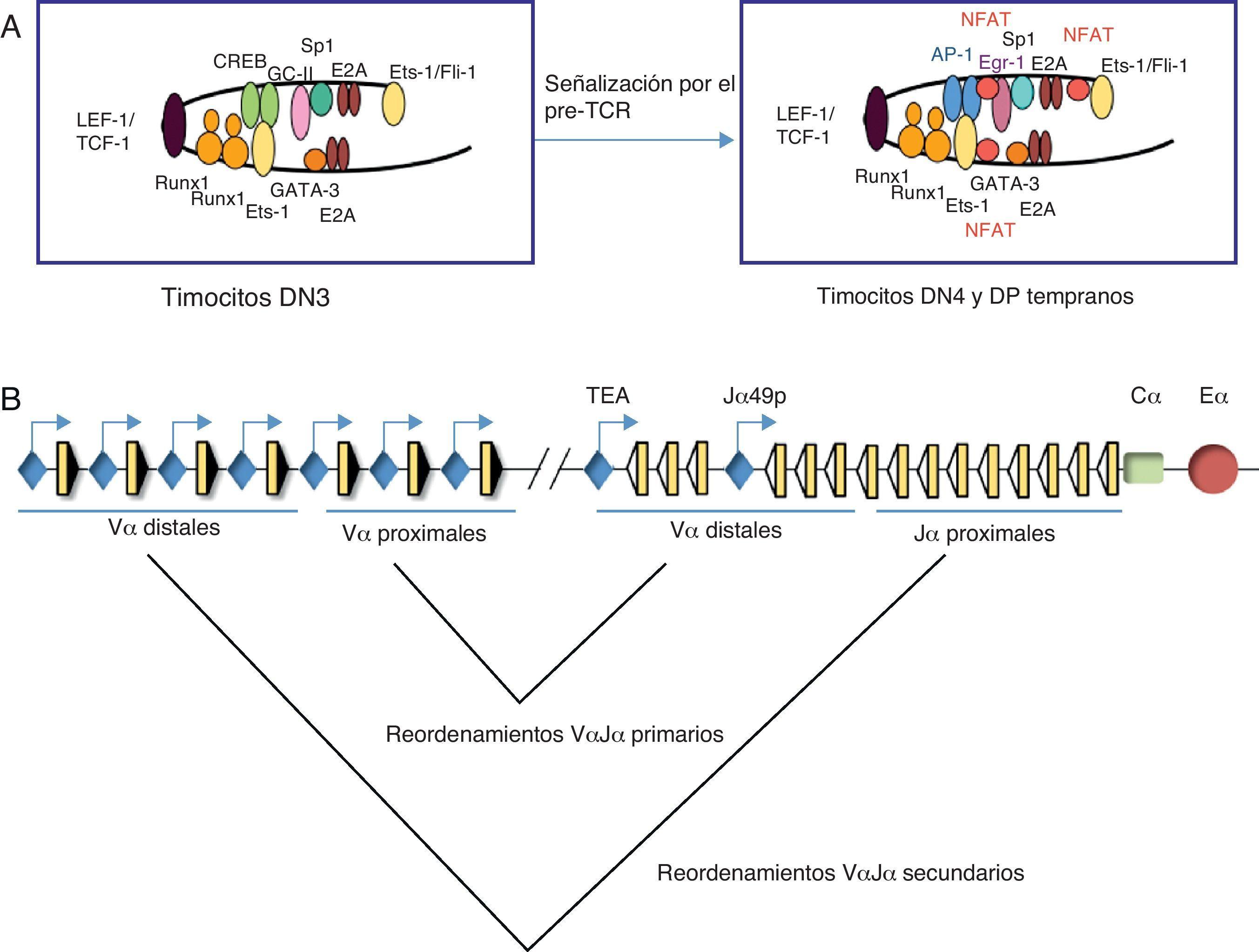 Generación de diversidad de los receptores de antígeno en linfocitos ...