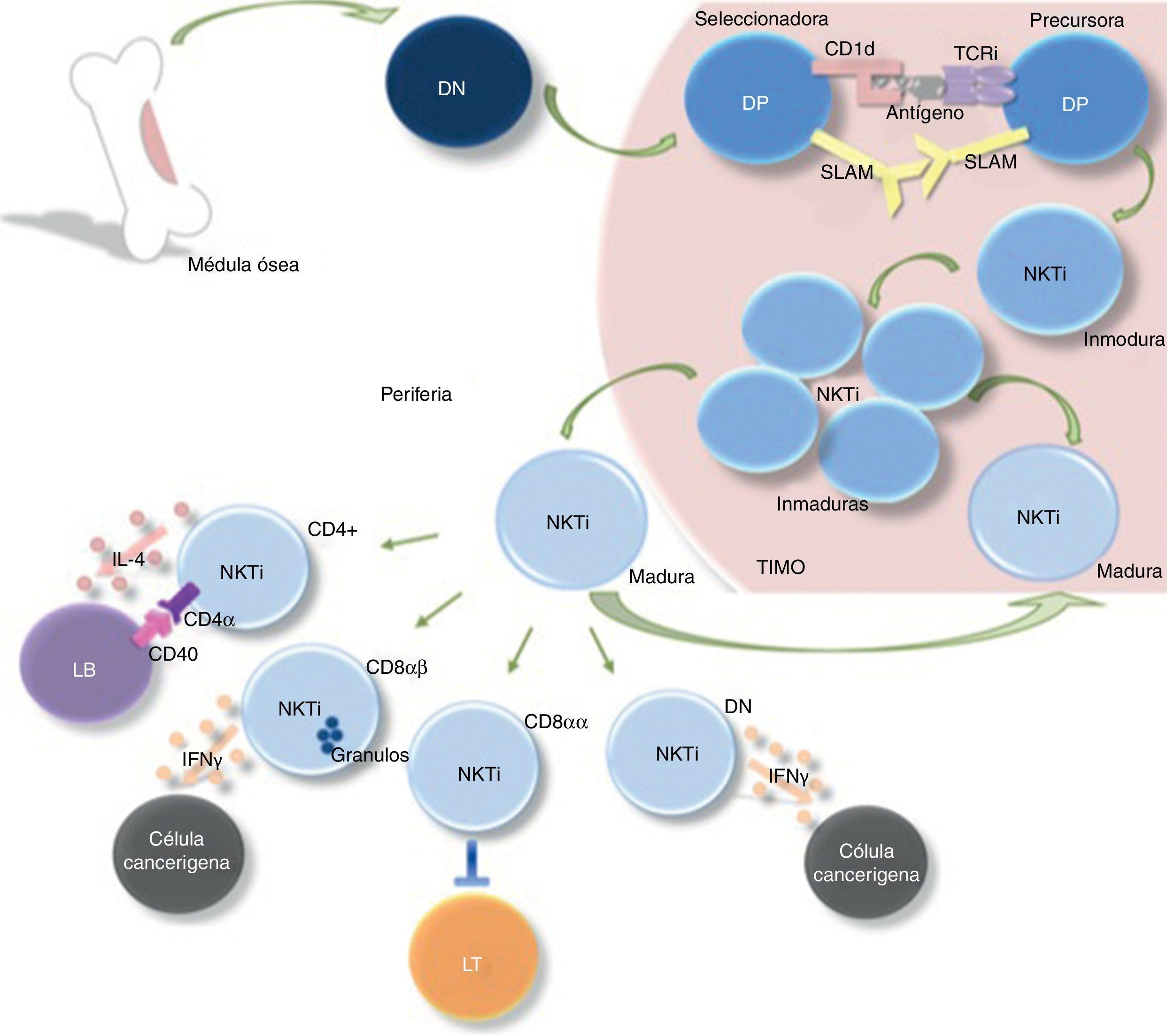 Linfocitos NKT invariantes: ontogenia, fenotipo y función | Inmunología