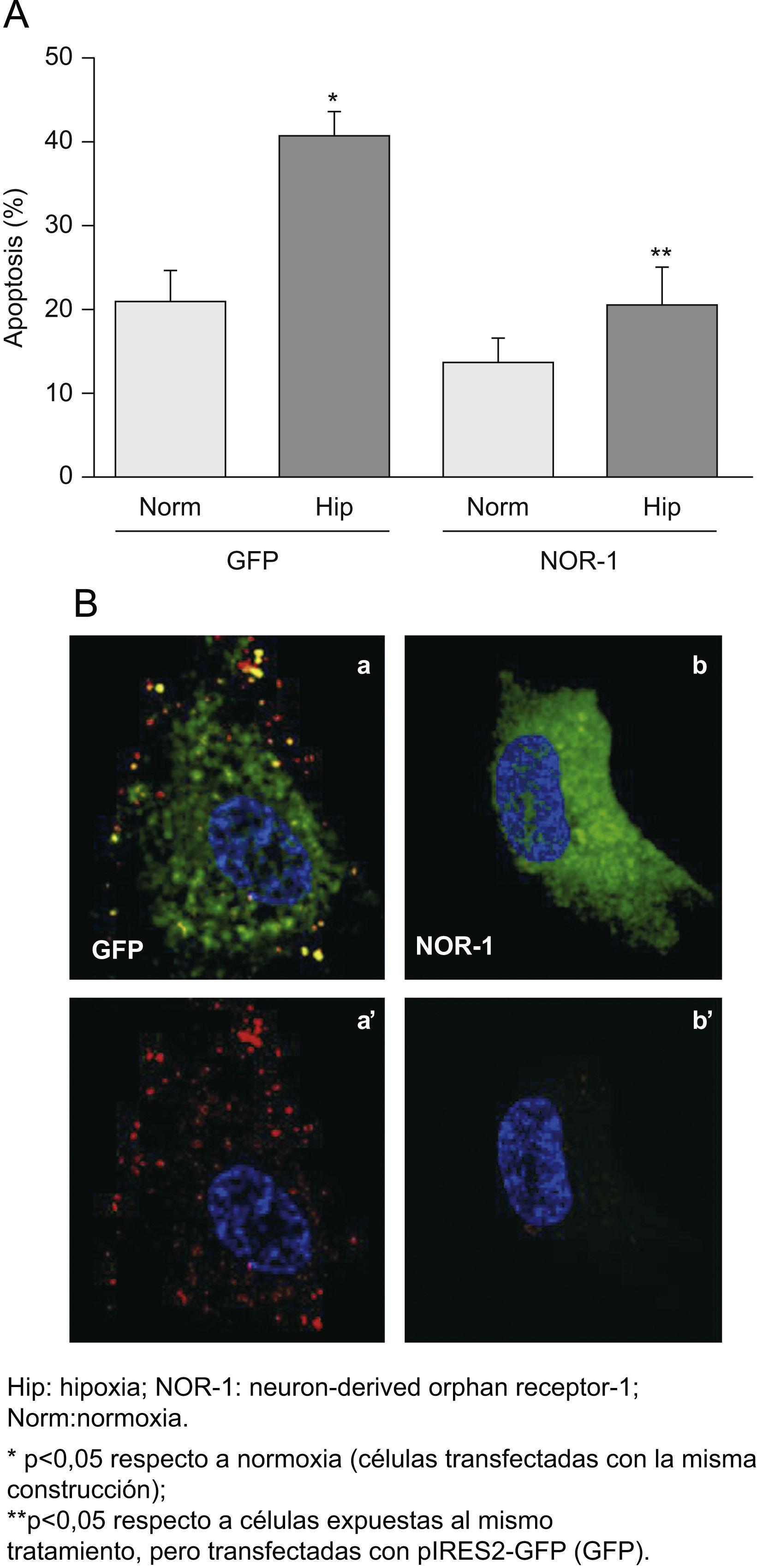 El neuron-derived orphan receptor-1 previene la apoptosis inducida por ...