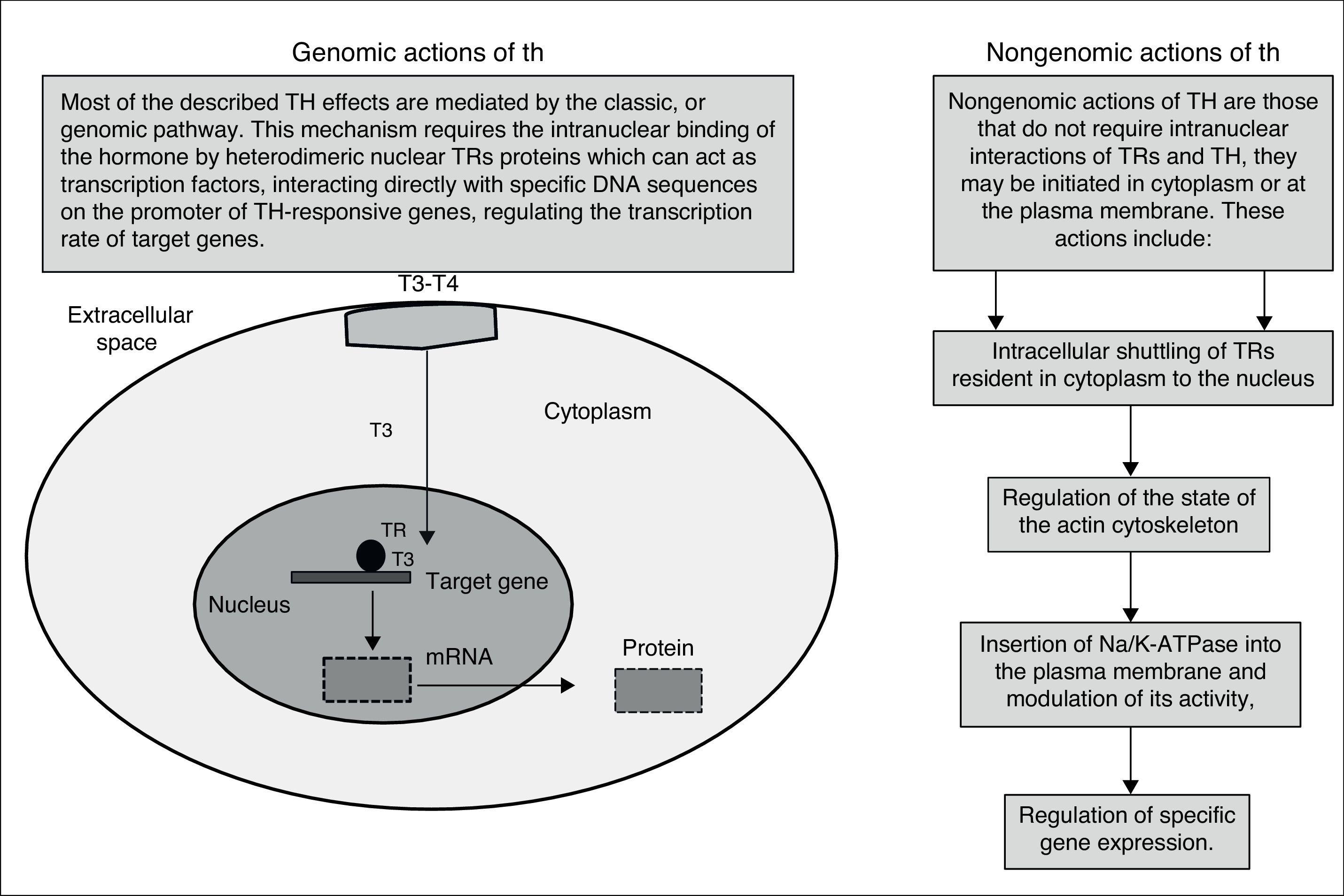 Effects of thyroid hormones on the heart | Clínica e Investigación en ...