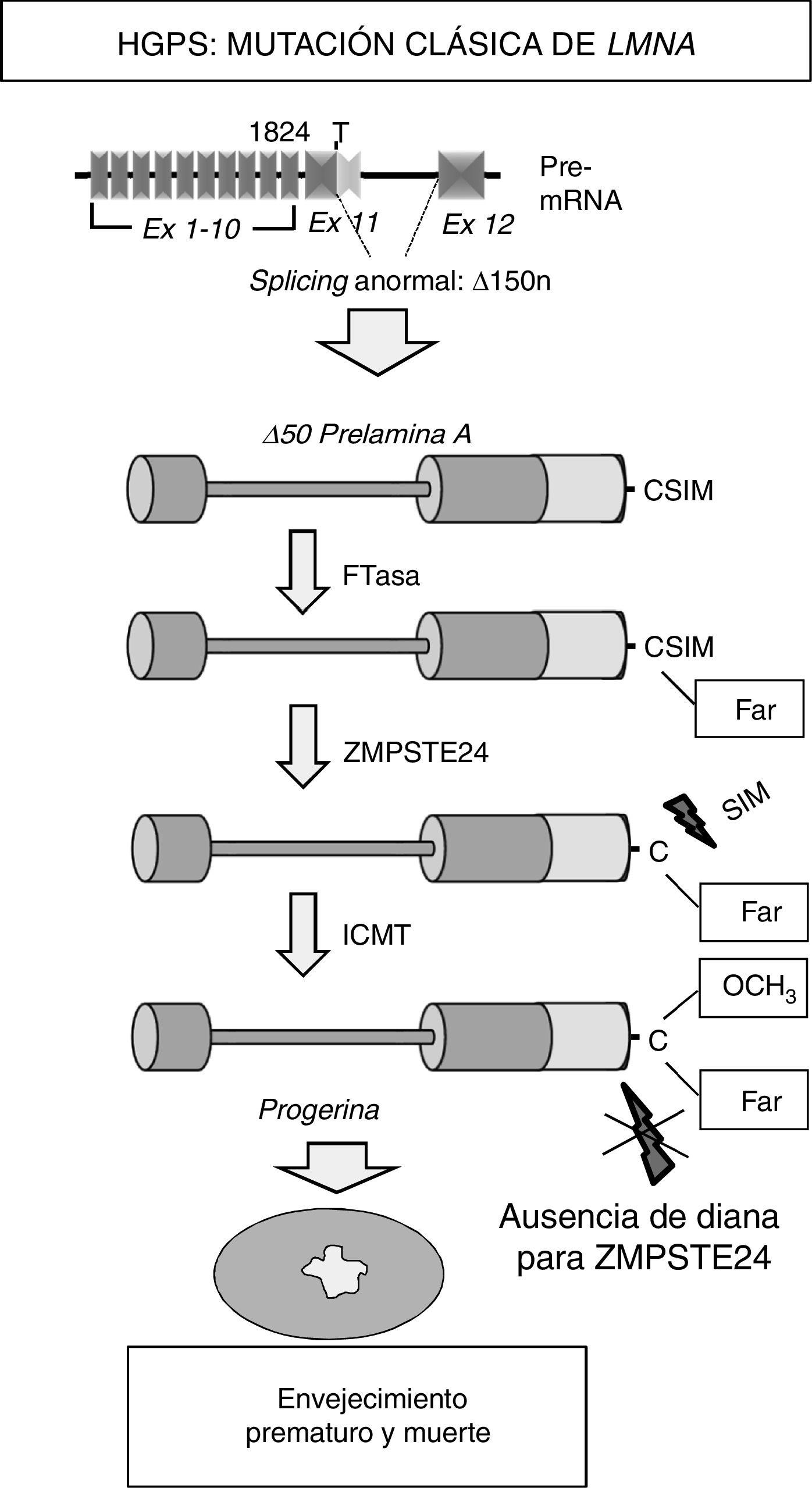 Mecanismos de envejecimiento vascular: ¿Qué podemos aprender del ...
