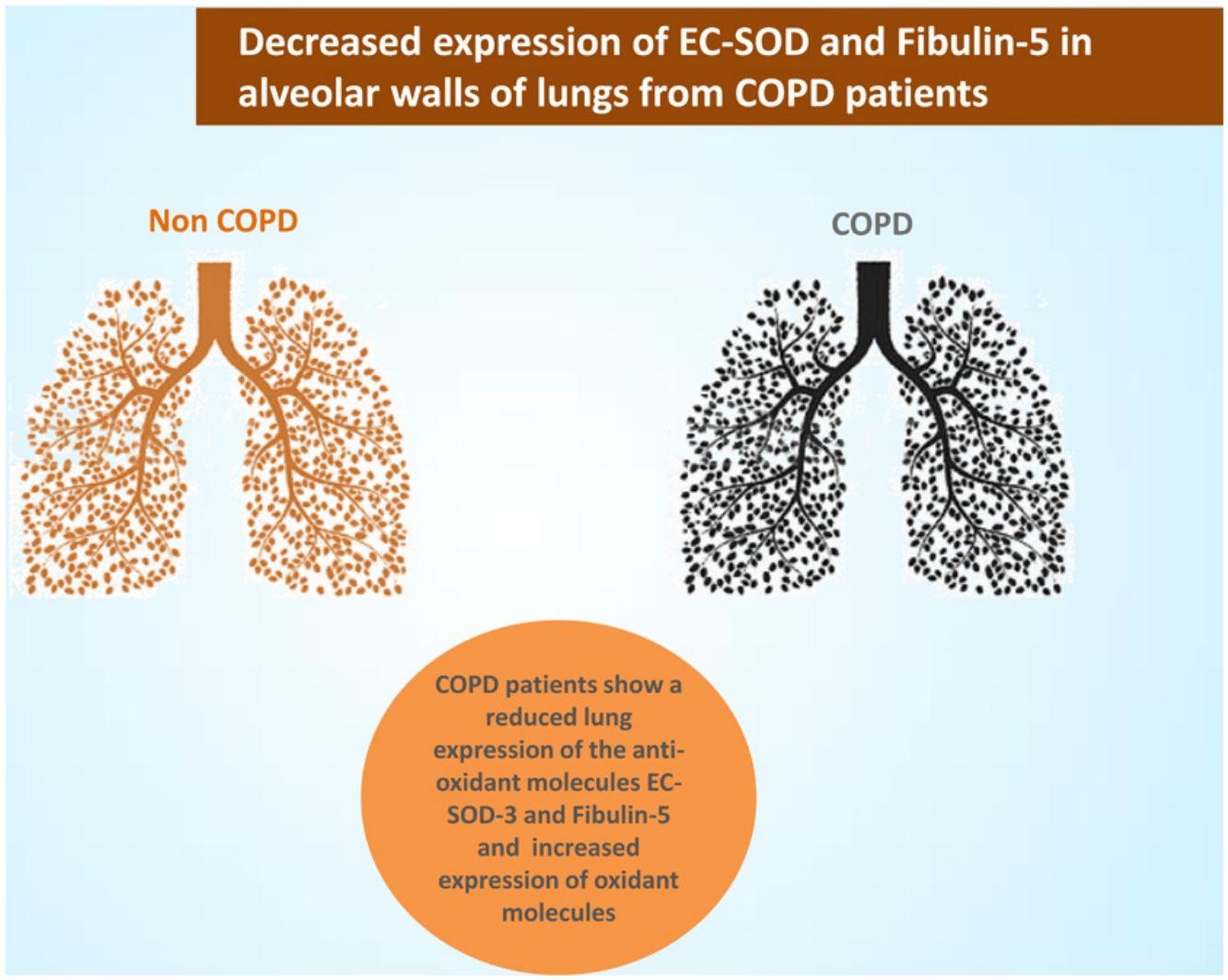 Decreased Expression of EC-SOD and Fibulin-5 in Alveolar Walls of Lungs ...