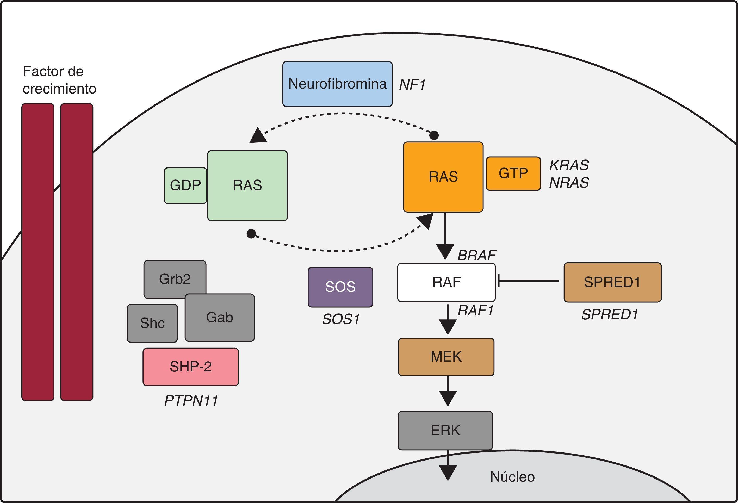 Síndrome LEOPARD: una variante del síndrome de Noonan con fuerte ...