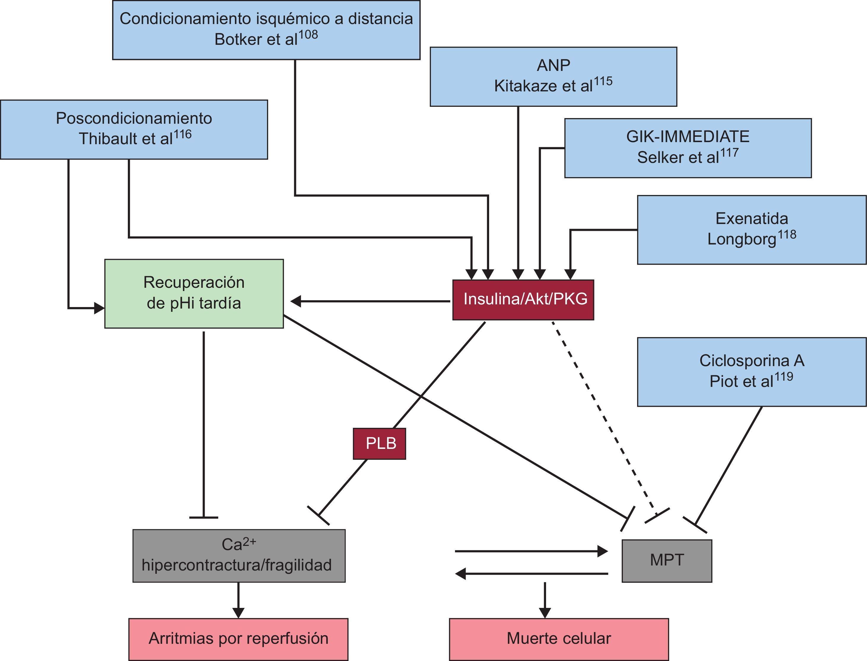 Protección contra el daño miocárdico por isquemia-reperfusión en la ...