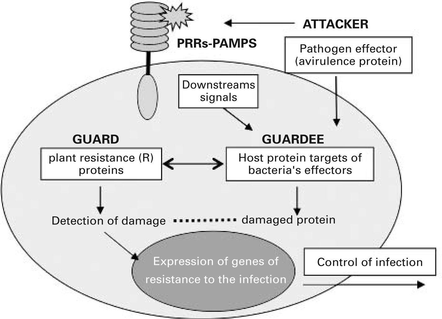 A new era for innate immunity | Allergologia et Immunopathologia