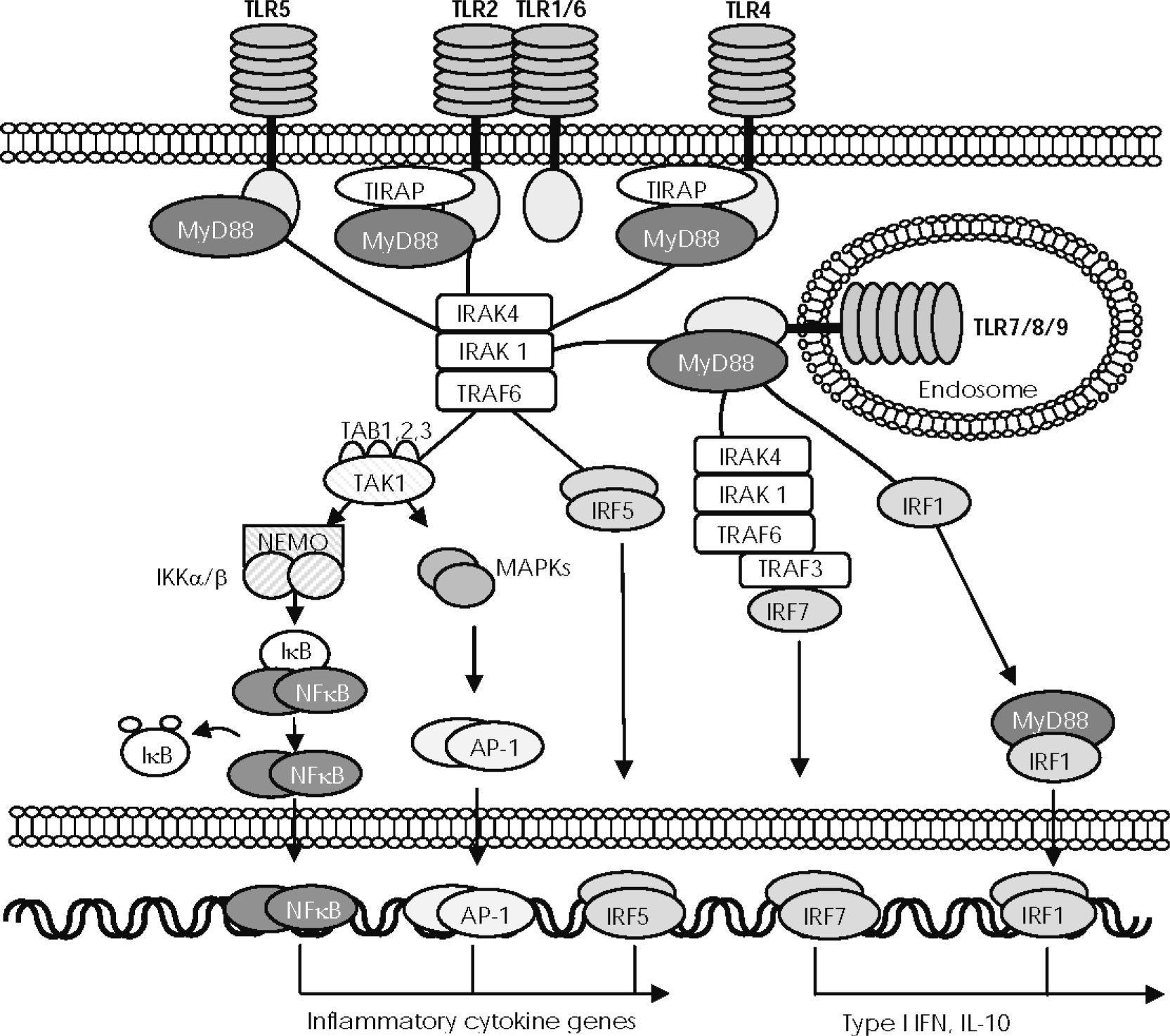 Toll-like receptors: a family of innate sensors of danger that alert ...