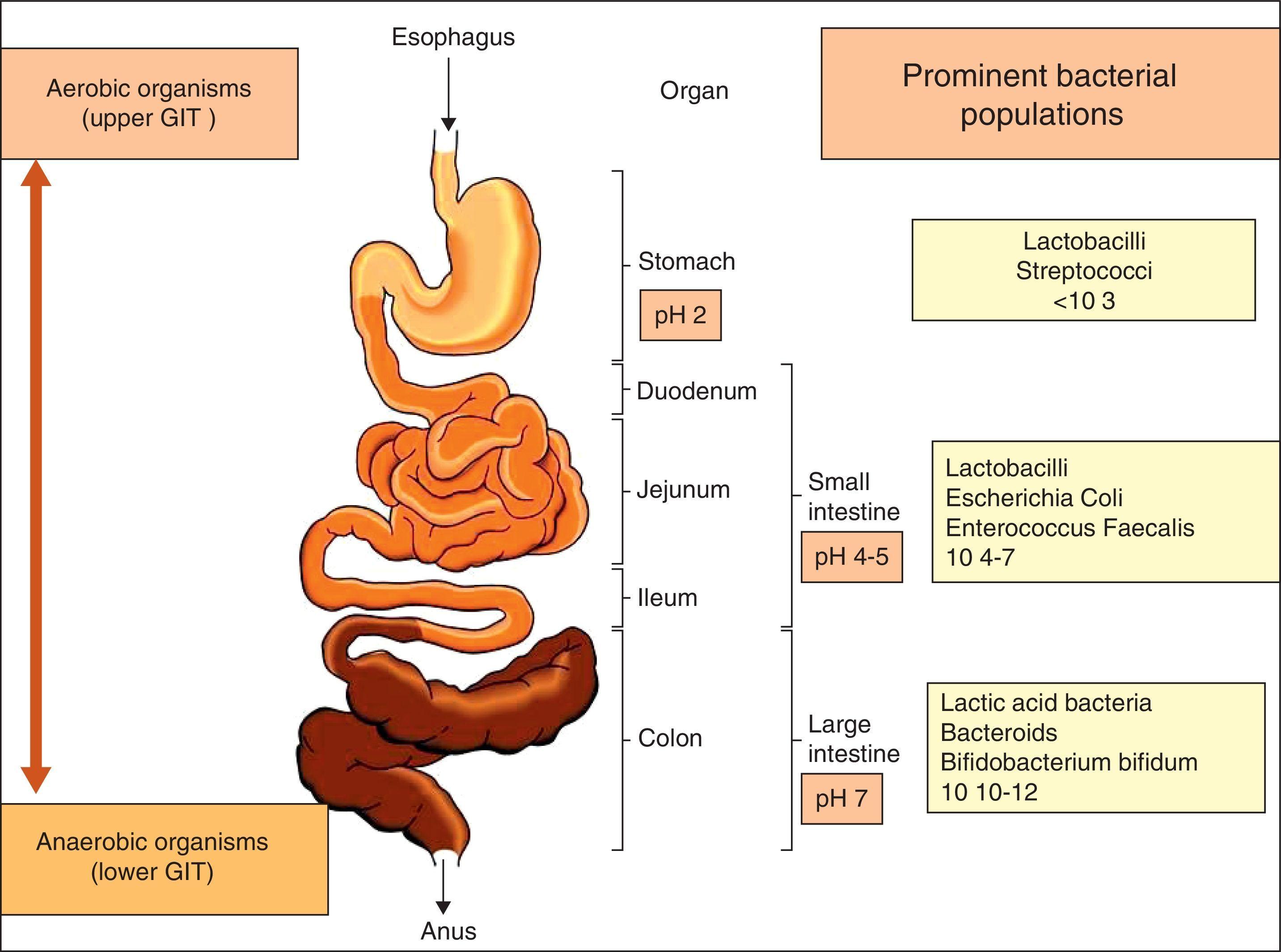 Modulation of gut microbiota downregulates the development of food ...
