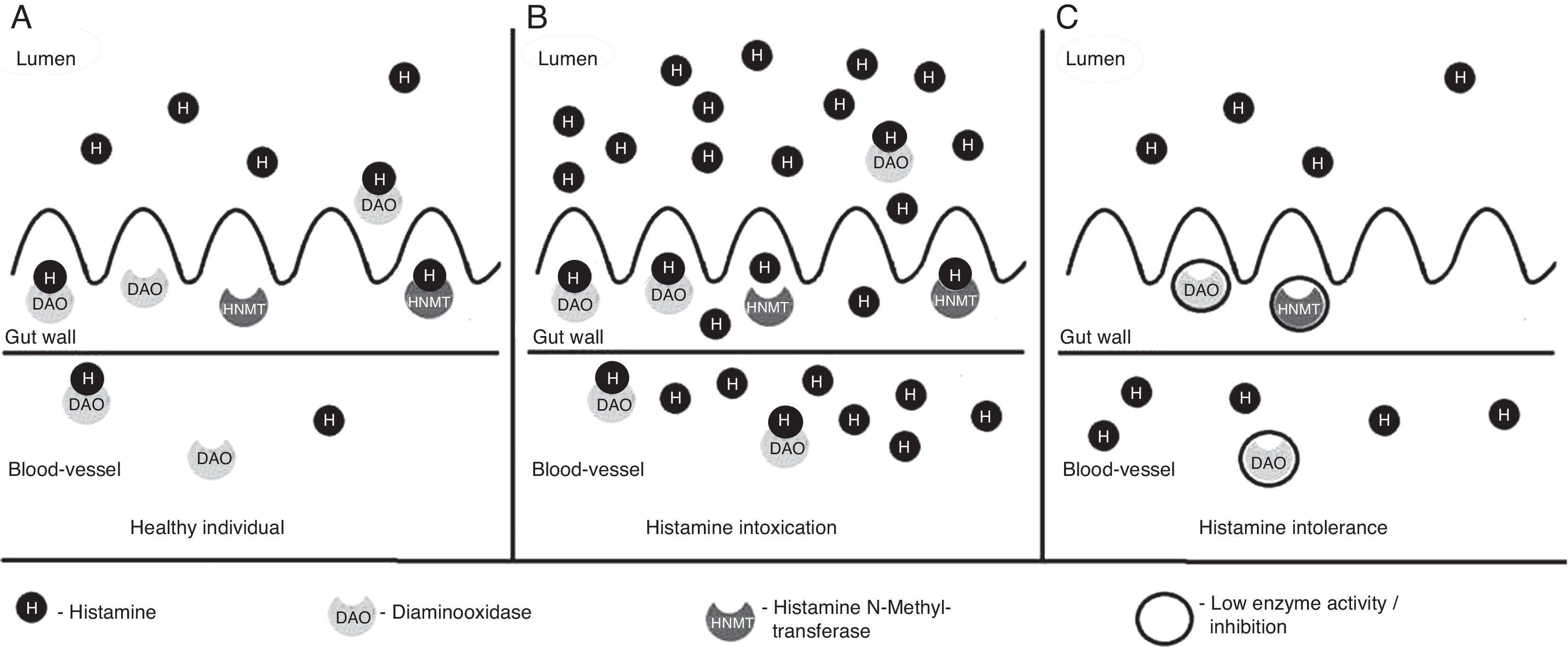 Histamine, histamine intoxication and intolerance | Allergologia et ...