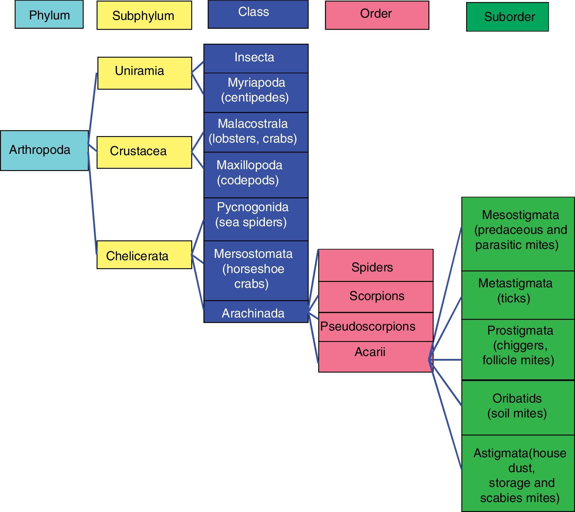 Scabies, crusted (Norwegian) scabies and the diagnosis of mite ...