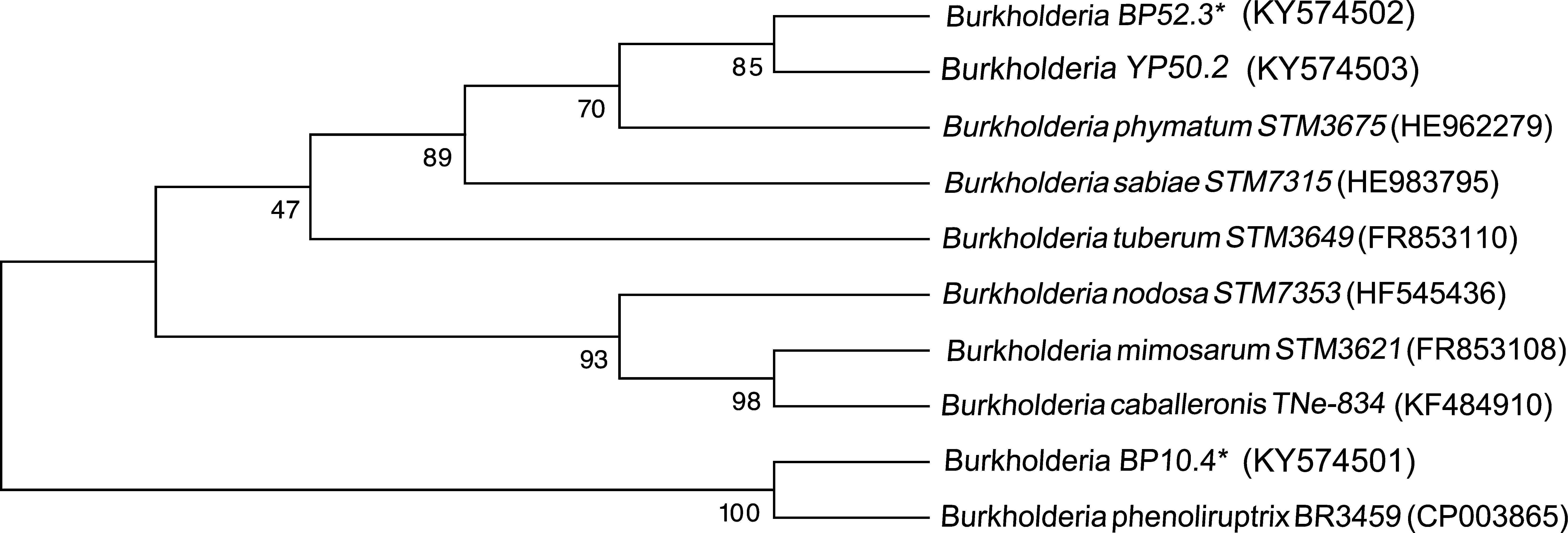 Burkholderia species associated with legumes of Chiapas, Mexico ...