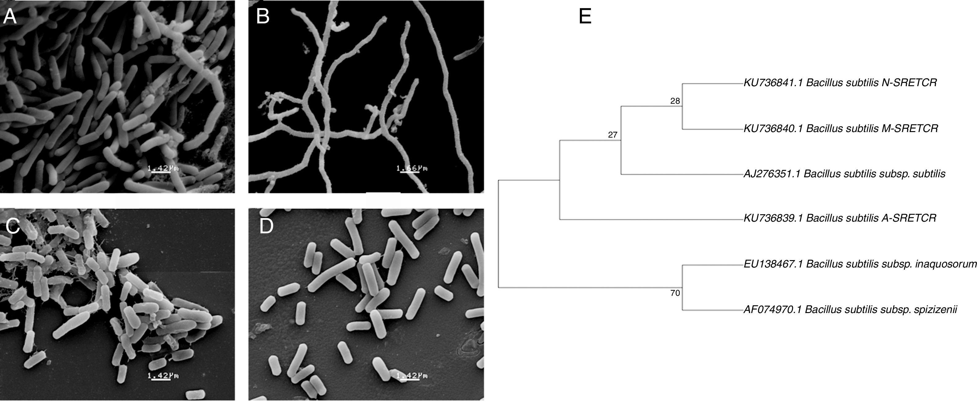 Bacillus subtilis with endocellulase and exocellulase activities ...