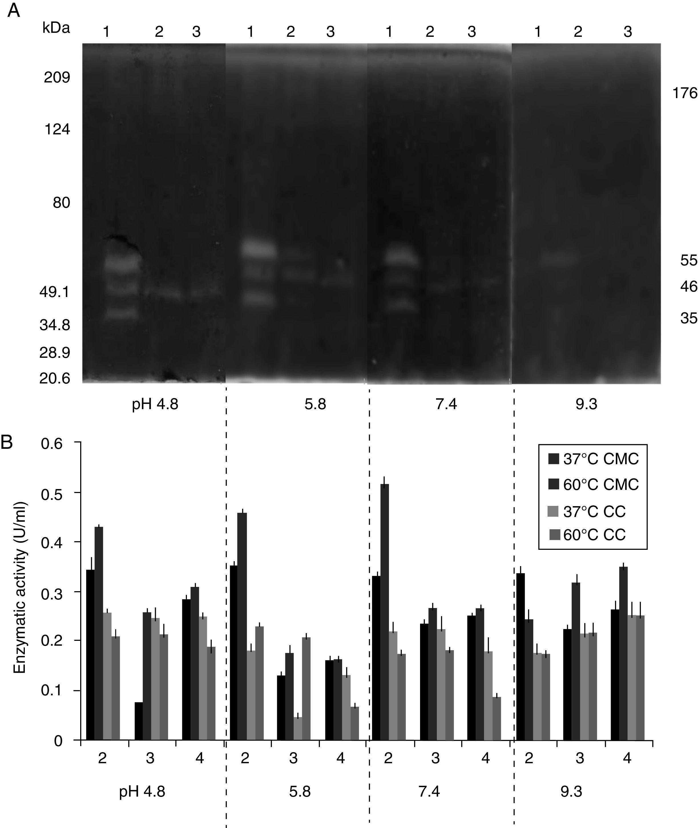 Bacillus subtilis with endocellulase and exocellulase activities ...