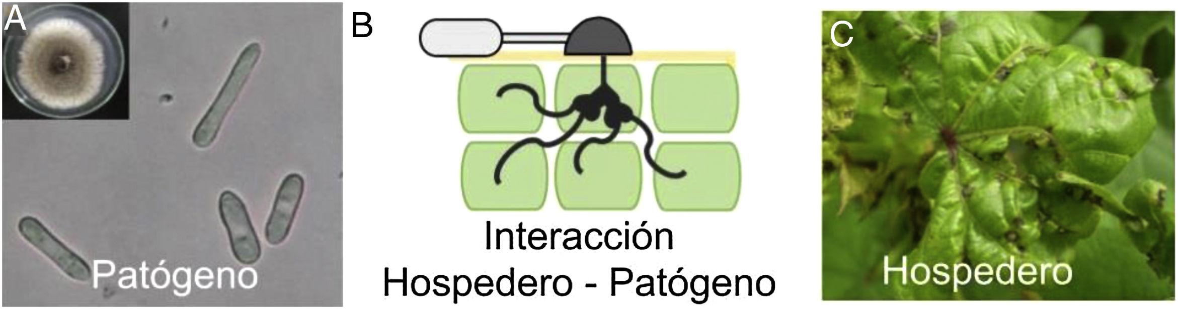 Resistencia de plantas a patógenos: una revisión sobre los conceptos de ...