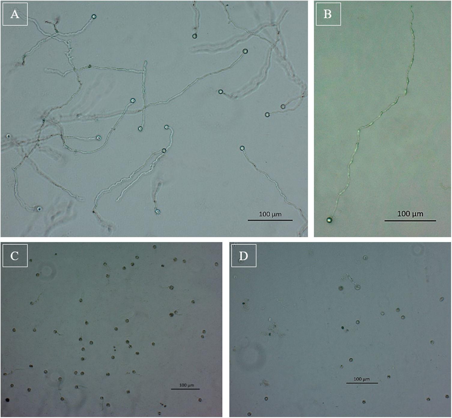 Biosíntesis inducida de fengicina y surfactina en una cepa de Bacillus ...