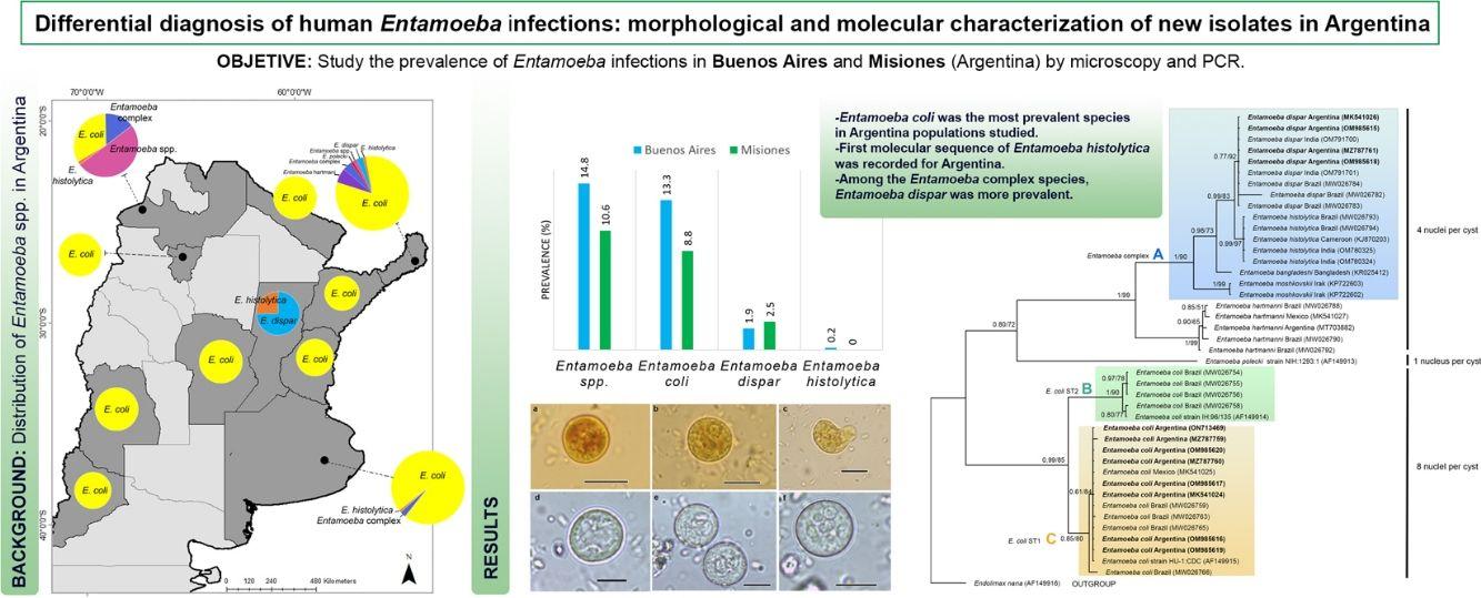 Differential diagnosis of human Entamoeba infections: Morphological and ...