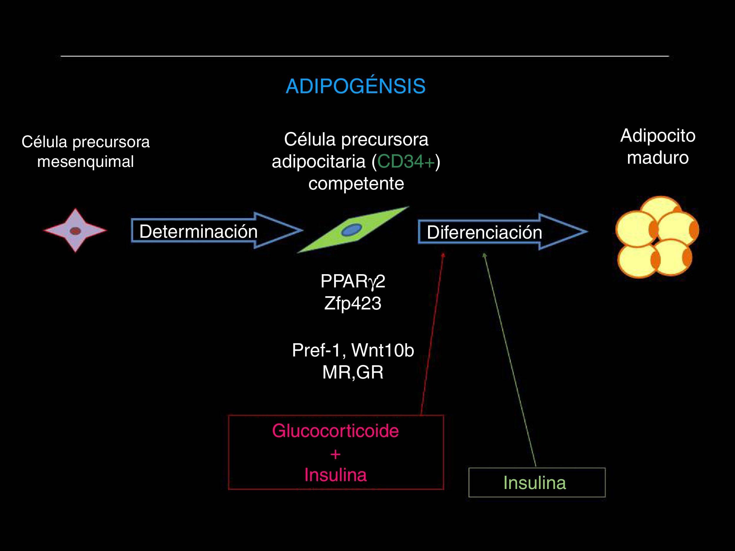 La tormentosa relación entre las grasas y el desarrollo de la diabetes ...