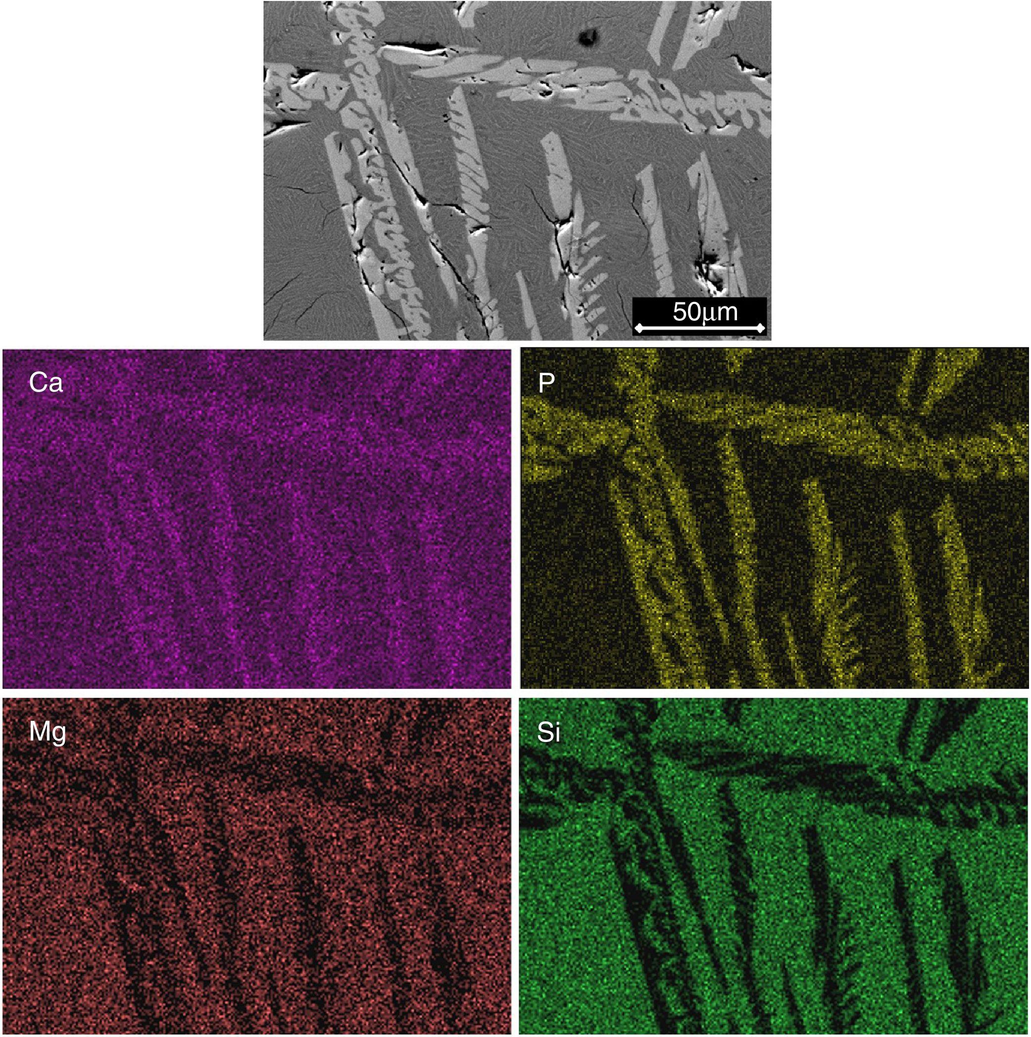 Synthesis and phase evolution of a glass-ceramic biomaterial with near ...