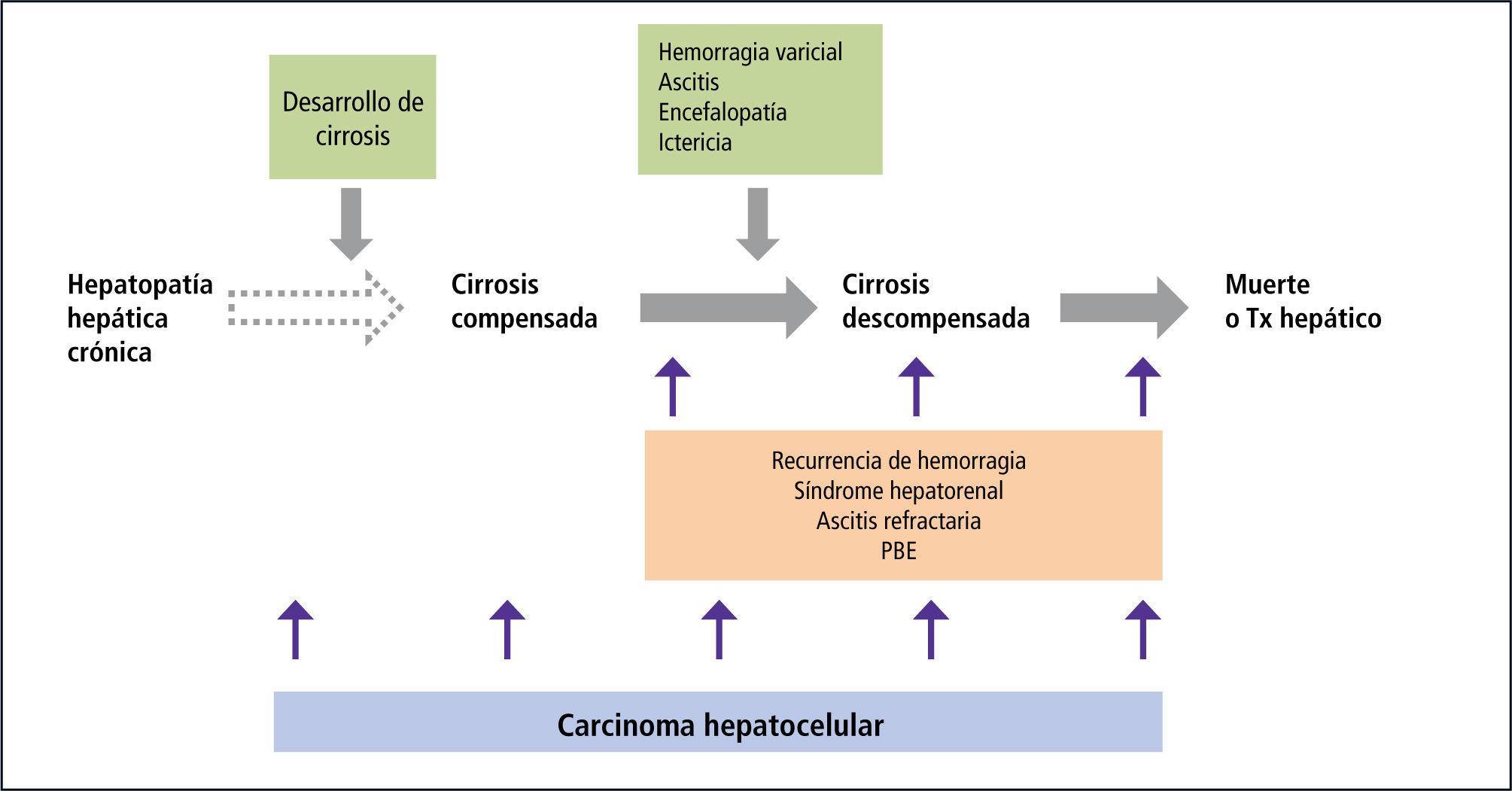 Cirrosis hepática: medidas preventivas de algunas de sus complicaciones ...